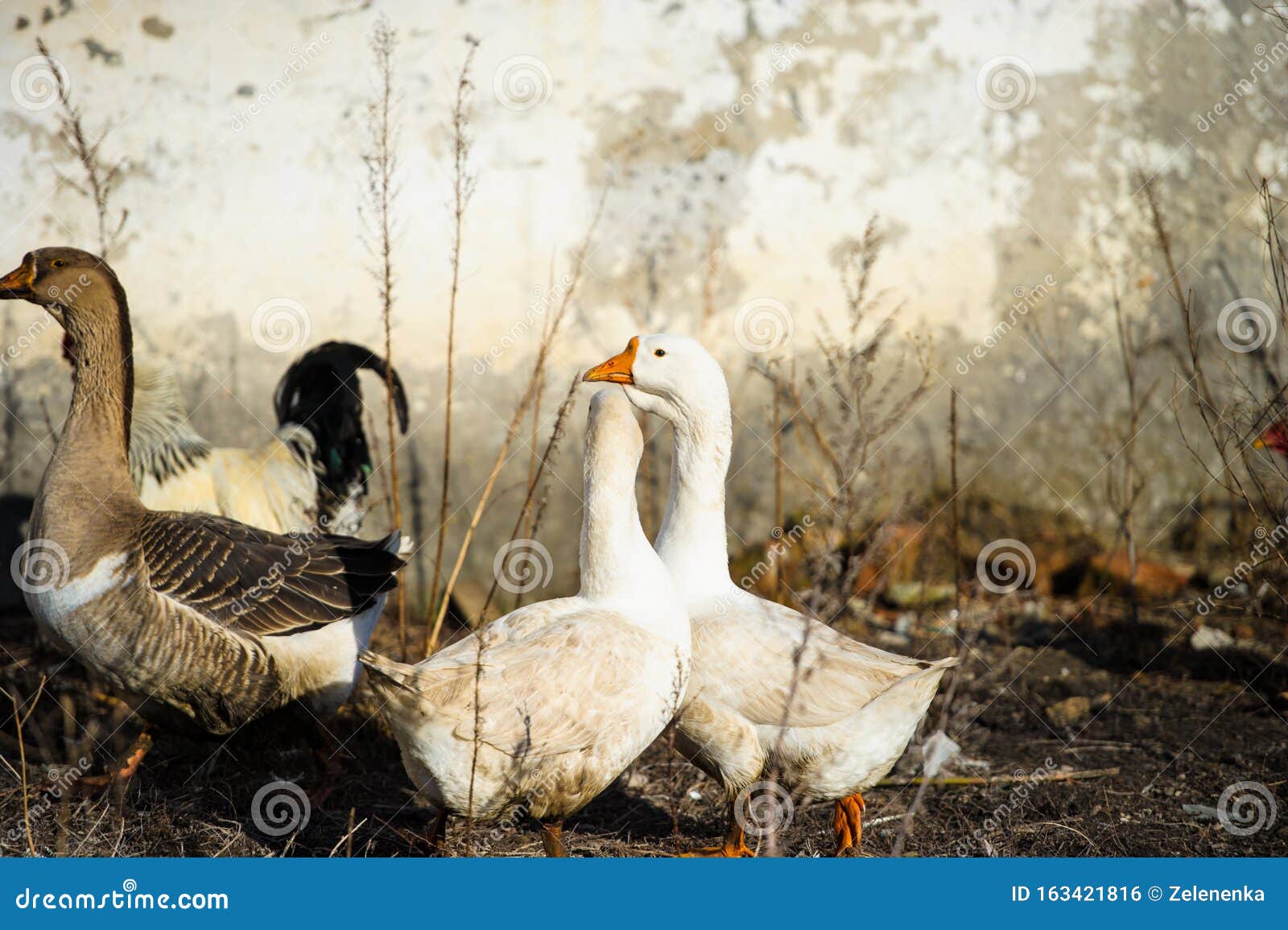 Goose in the farm stock photo. Image of eyes, closely - 163421816