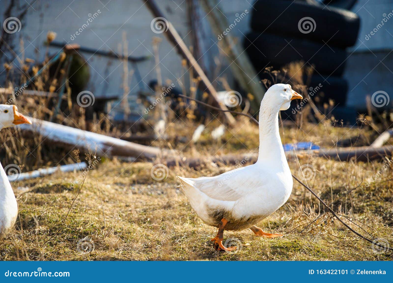 Goose in the farm stock image. Image of isolated, neck - 163422101