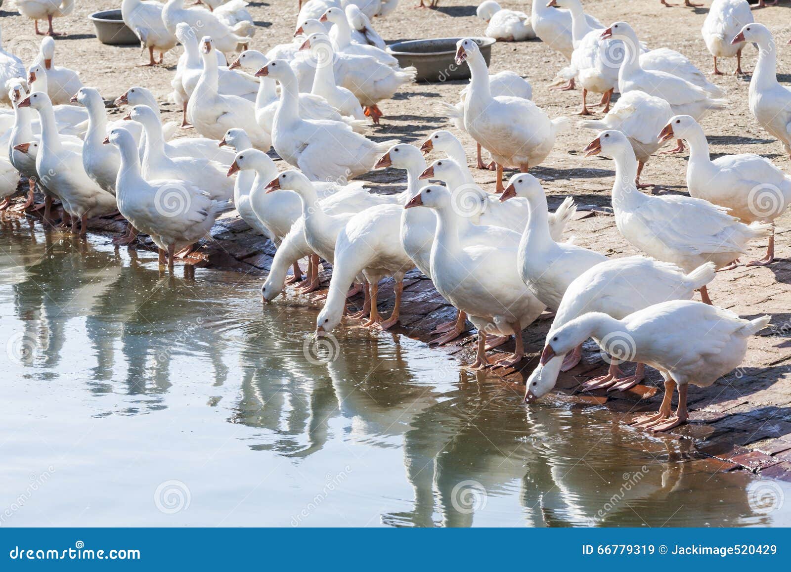 Goose Farm stock image. Image of agriculture, central - 66779319