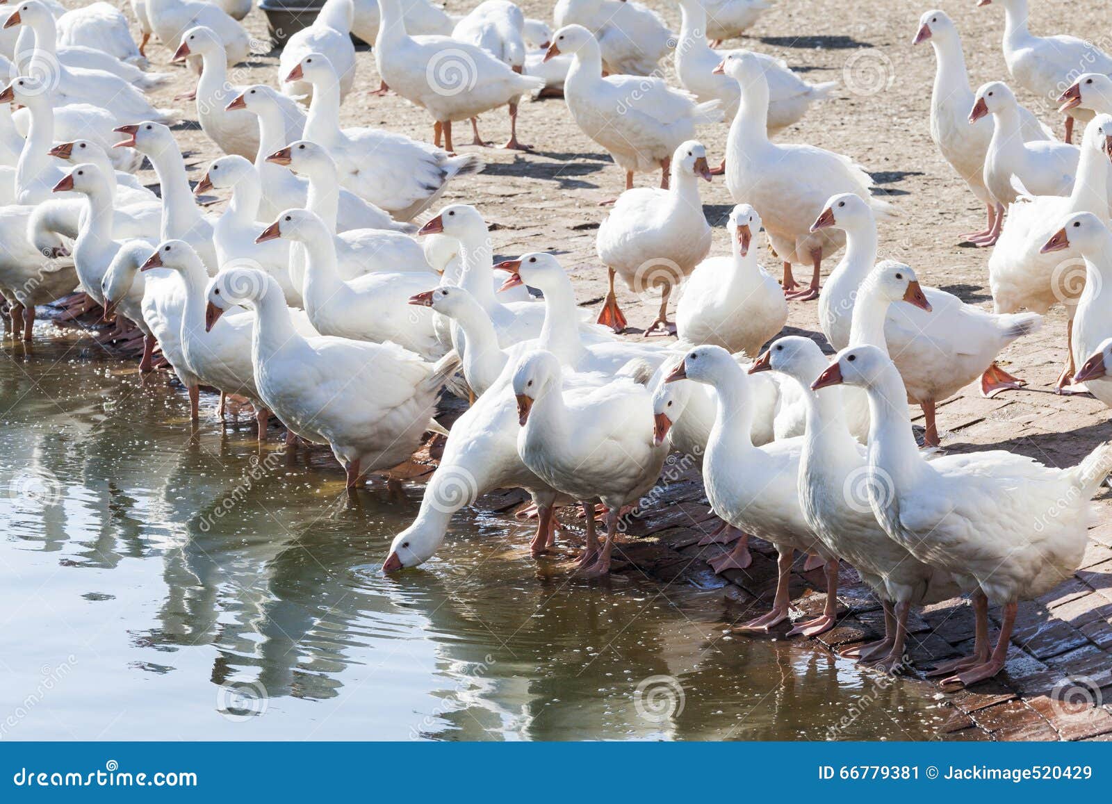 Goose Farm stock image. Image of bird, gaggle, aquatic - 66779381