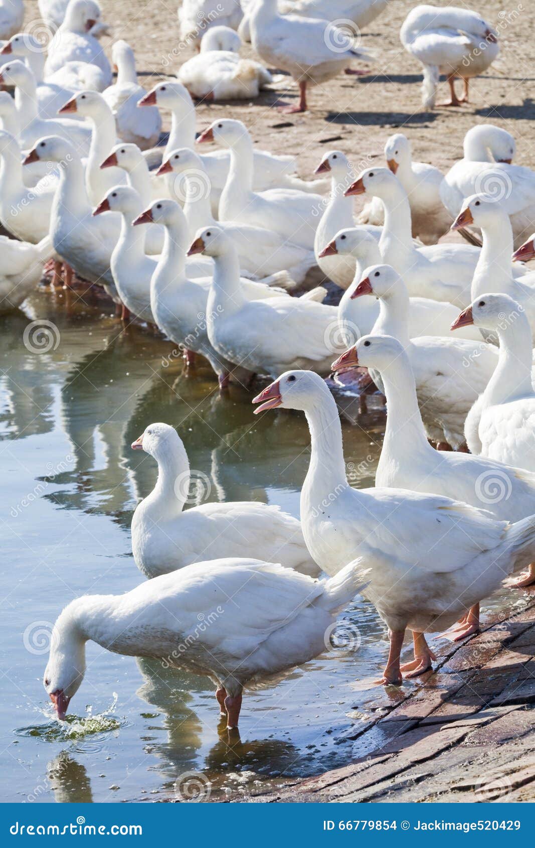 Goose Farm stock photo. Image of eastern, rural, bird - 66779854
