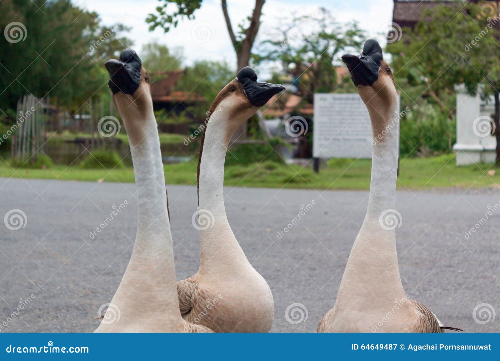 Goose farm in Thailand stock image. Image of thailand - 64649487