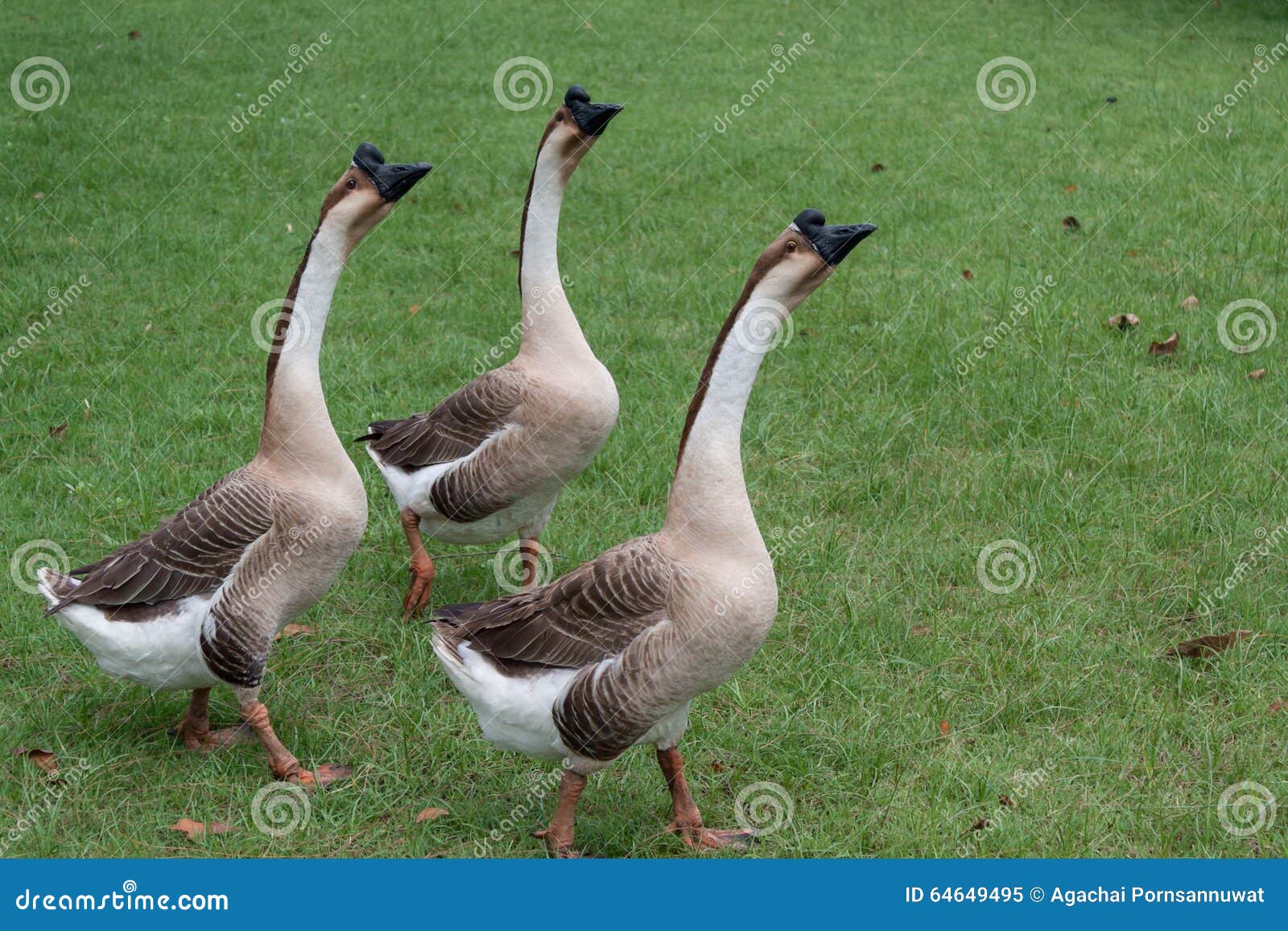 Goose farm in Thailand stock image. Image of single, animal - 64649495