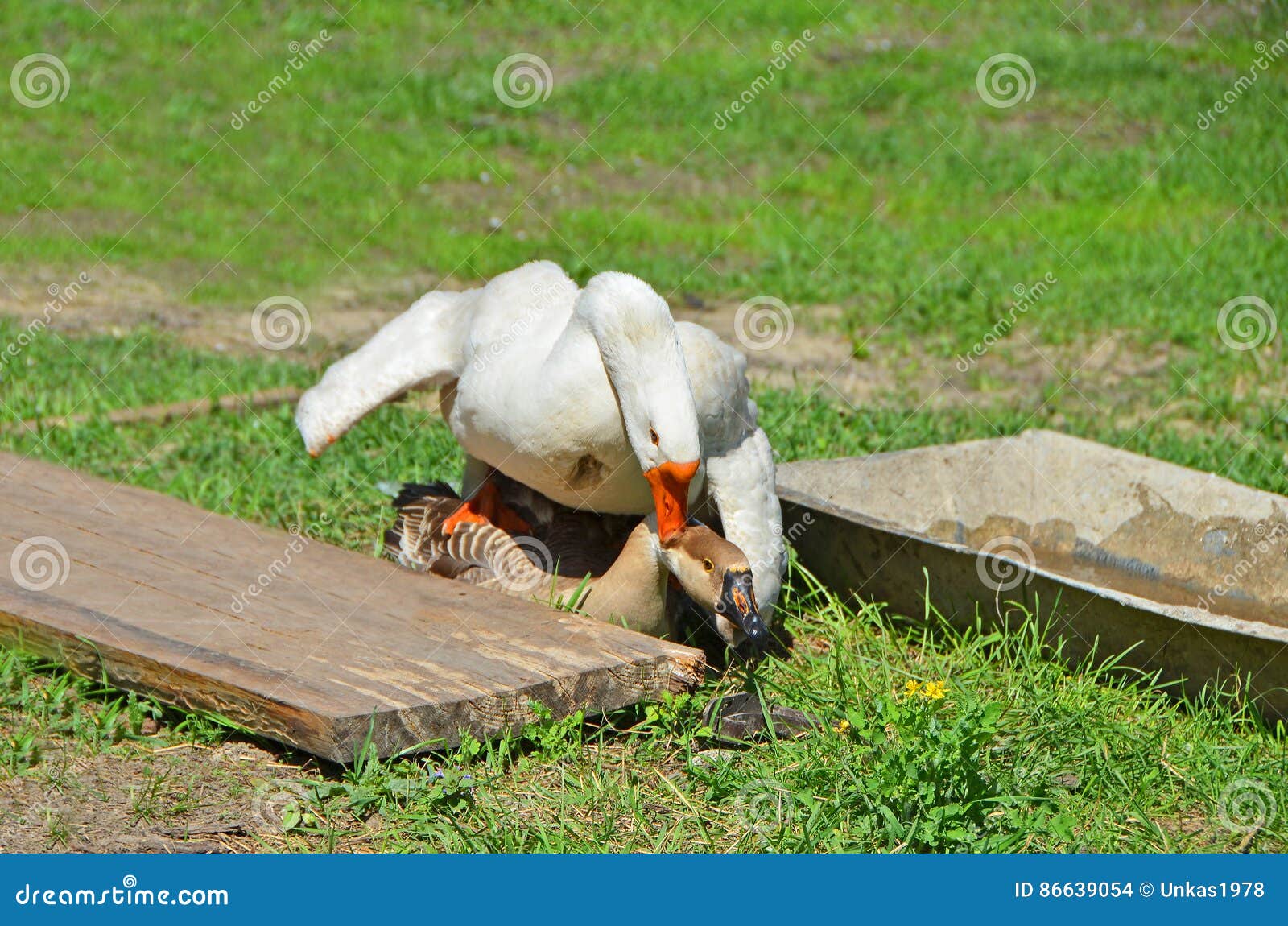 Goose on farm stock photo. Image of domestic, bird, agricultural - 86639054