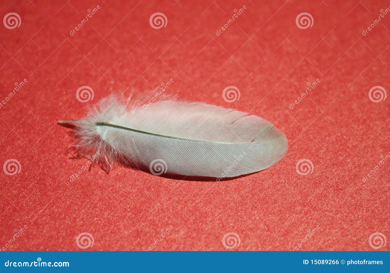 Goose feather stock photo. Image of fragile, individual - 15089266