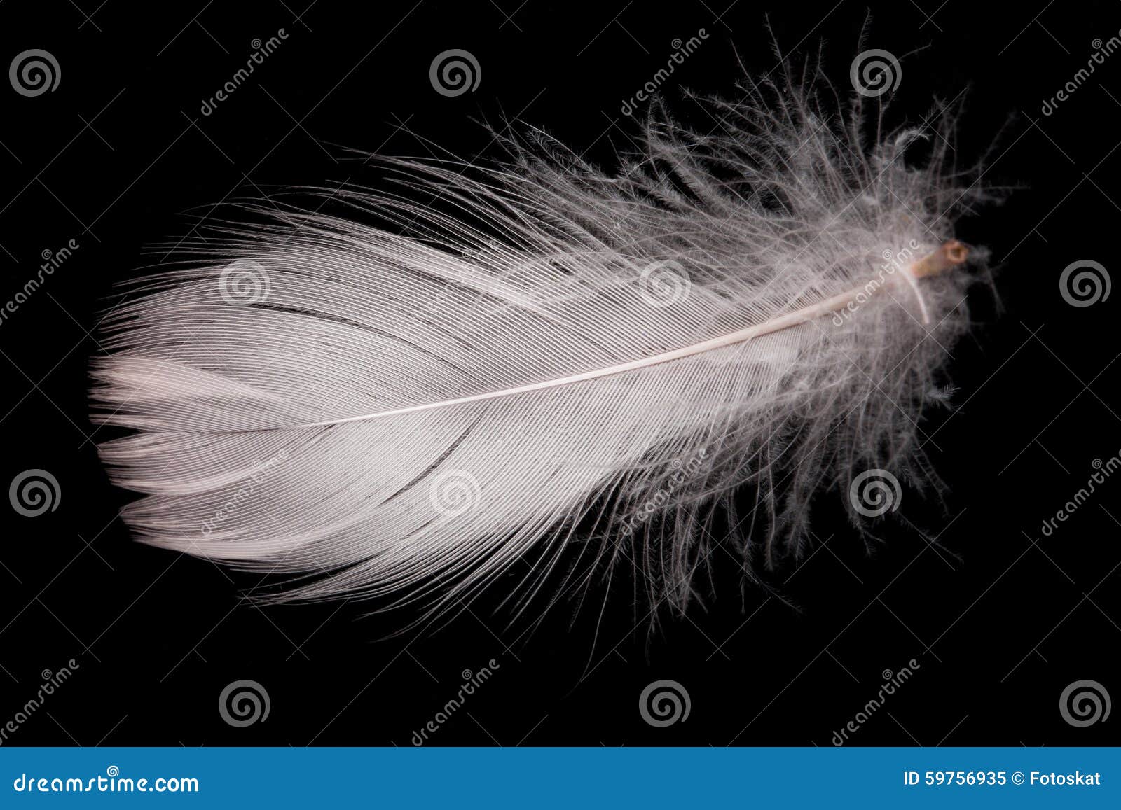 Goose Feather stock image. Image of quill, black, purity - 59756935