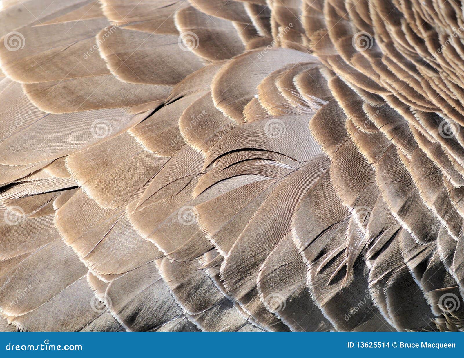 Goose Feathers stock photo. Image of background, close - 13625514