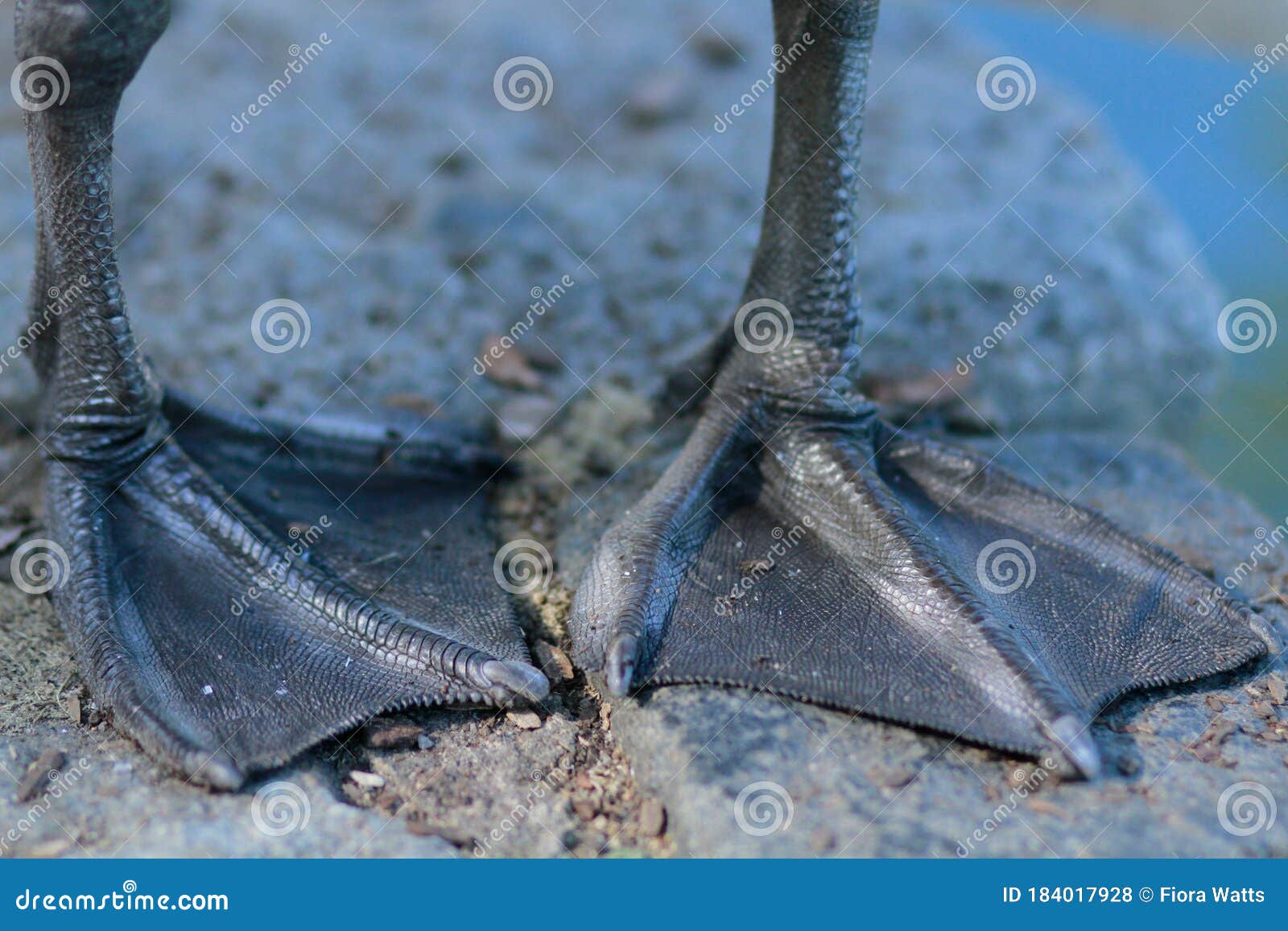 Closeup of goose`s feet stock photo. Image of flatfoot - 184017928