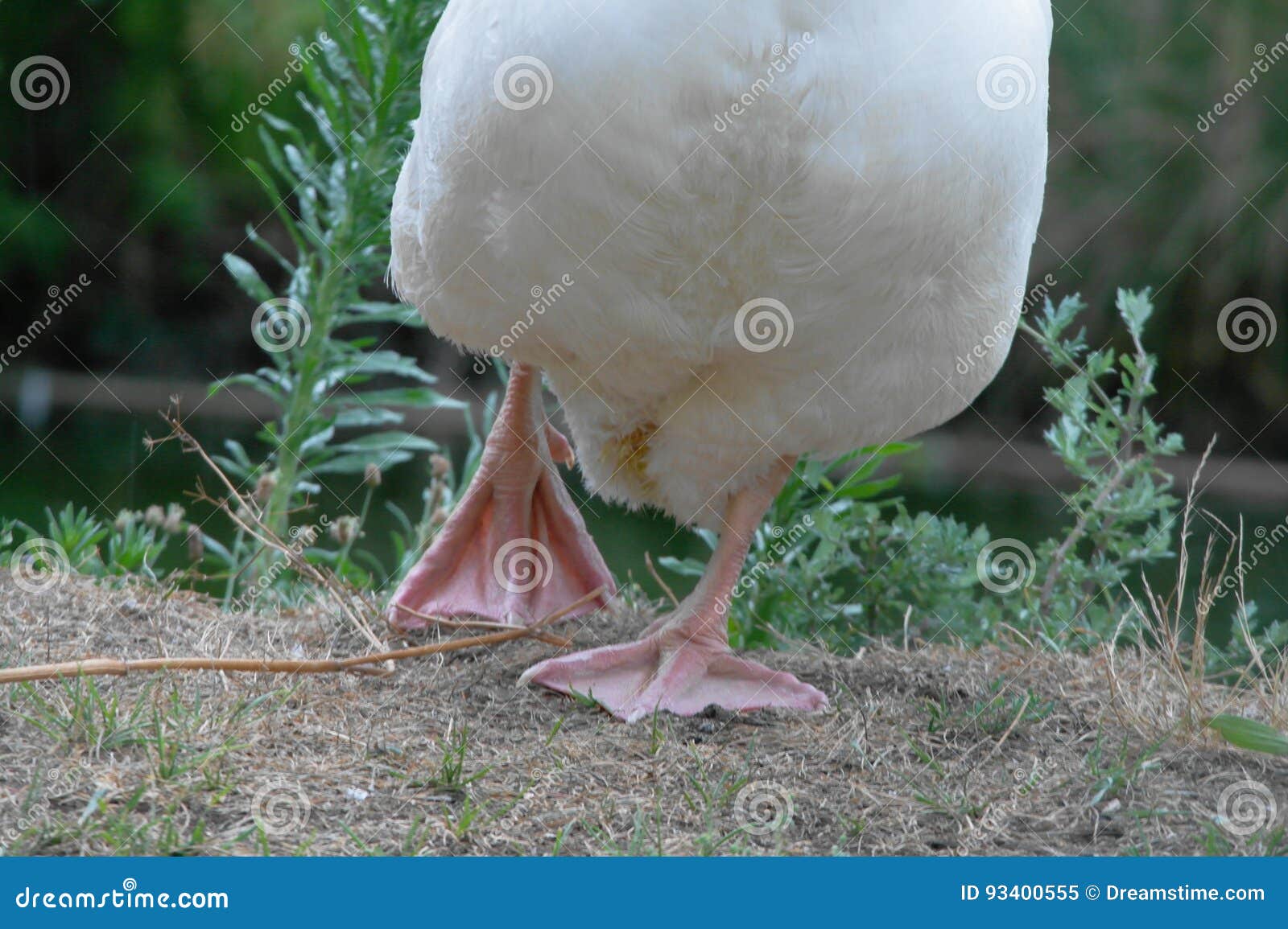 Goose feet stock image. Image of waves, germany, walking - 93400555