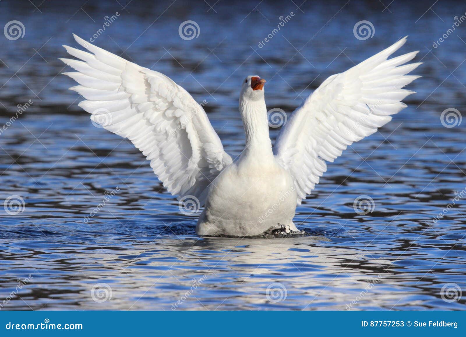 Goose in a Flap stock image. Image of together, symmetry - 87757253