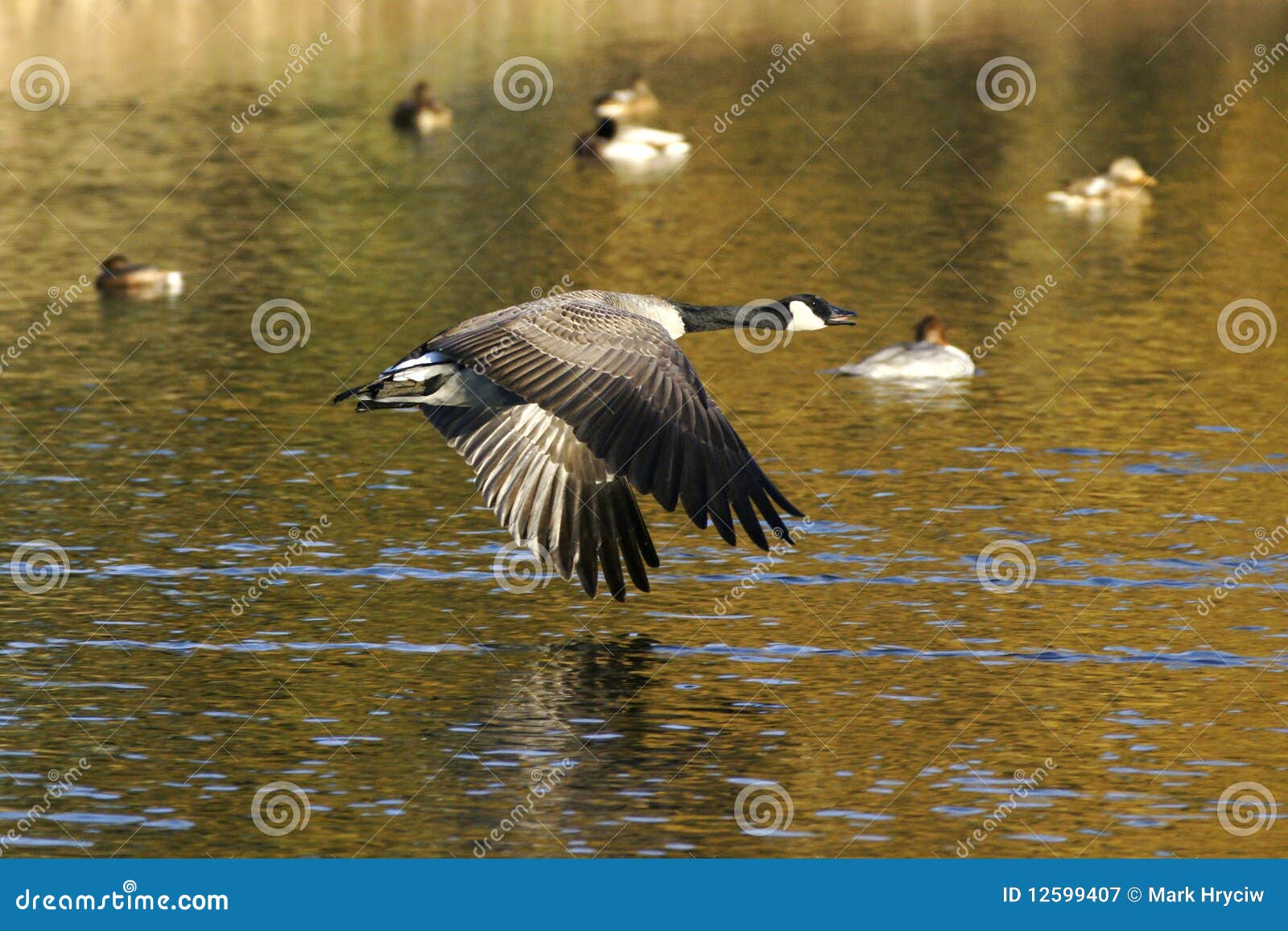 Goose in Flight stock image. Image of wings, wildlife - 12599407