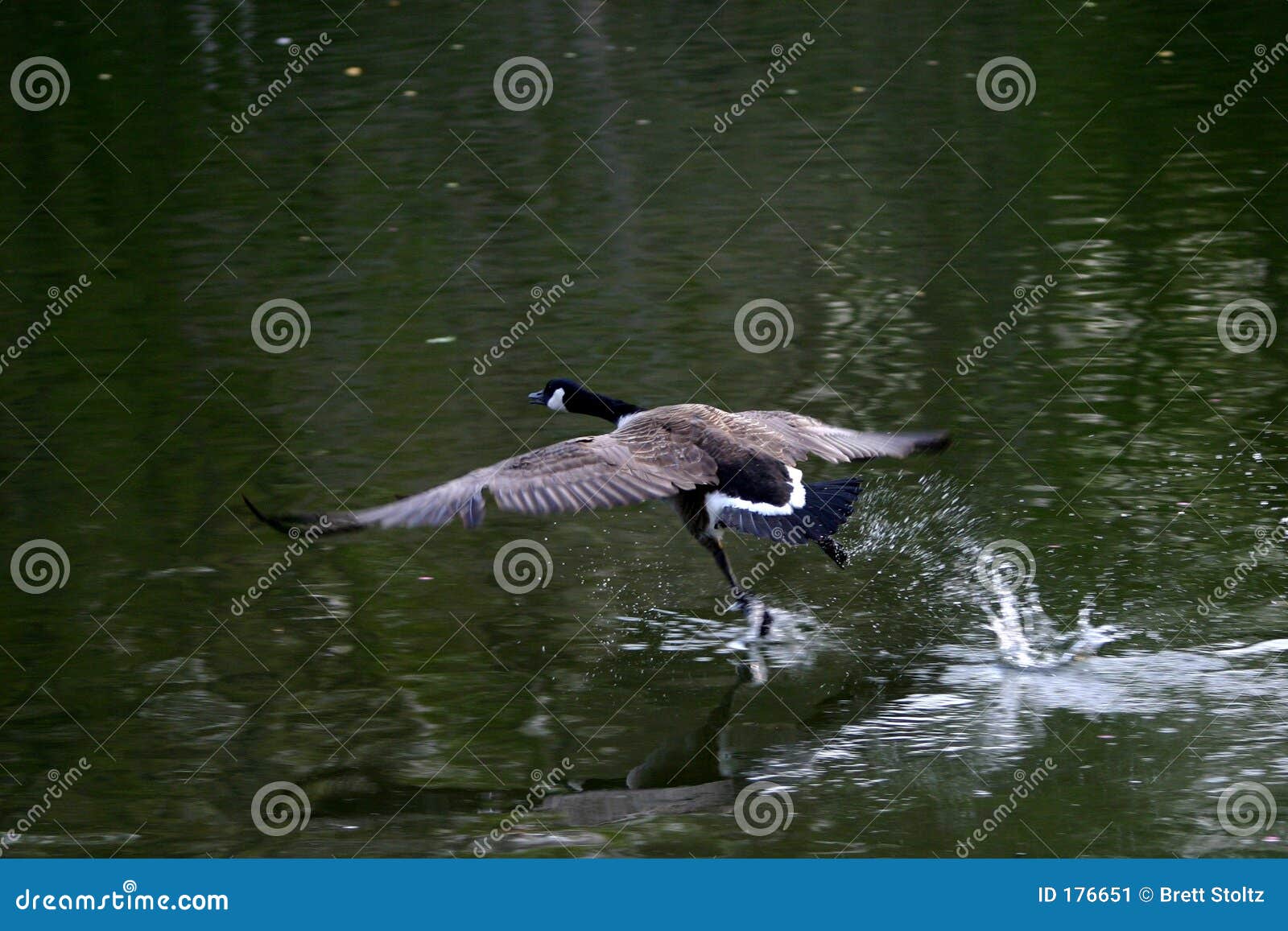 Goose in flight stock image. Image of animal, bird, flight - 176651
