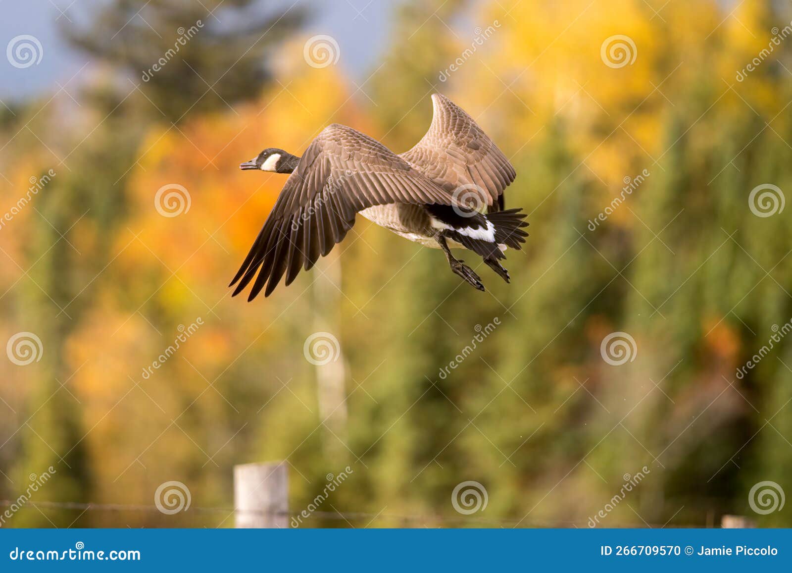 Goose in flight stock photo. Image of wildlife, goose - 266709570