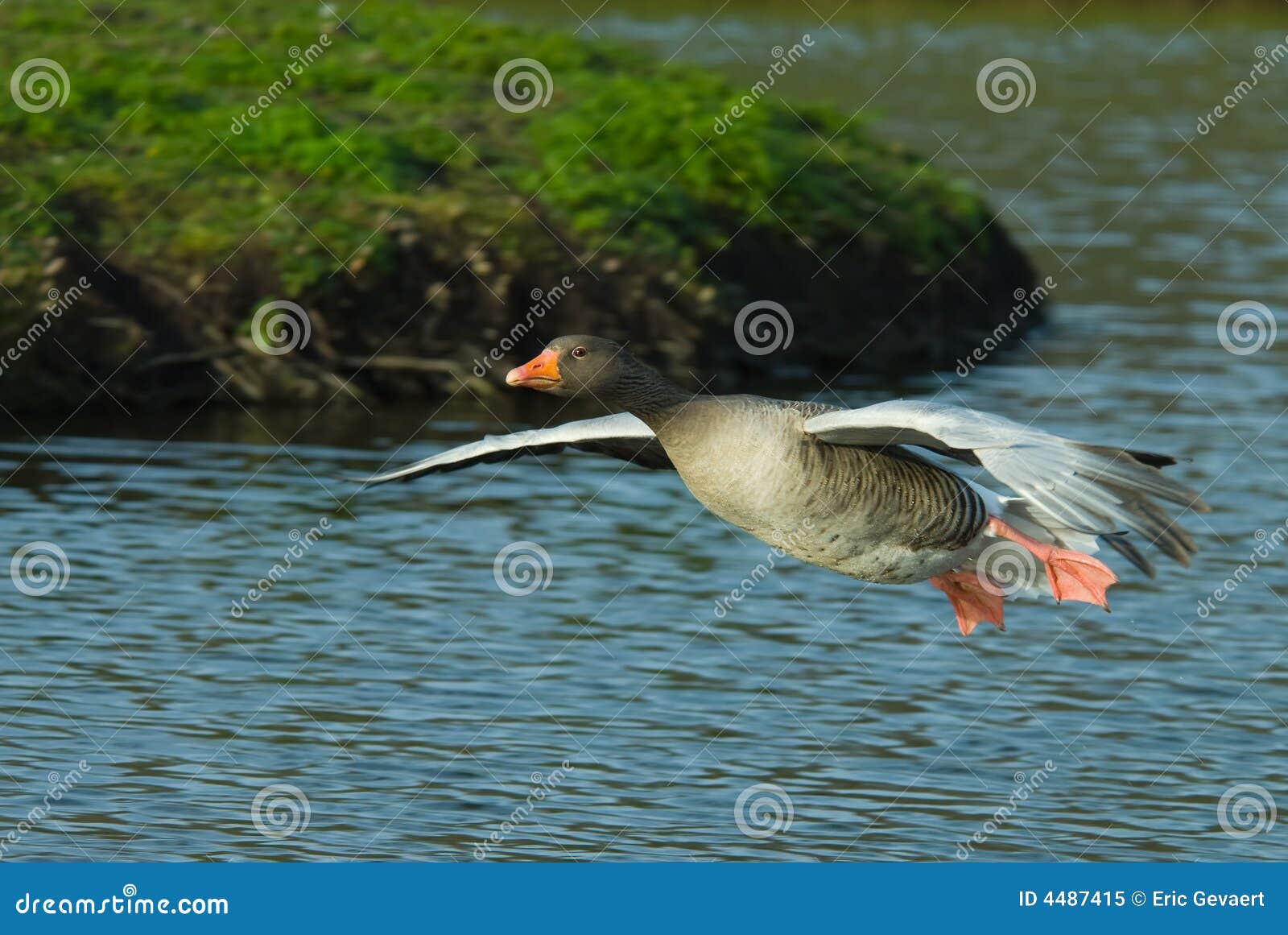 Goose in flight stock image. Image of canada, flight, family - 4487415
