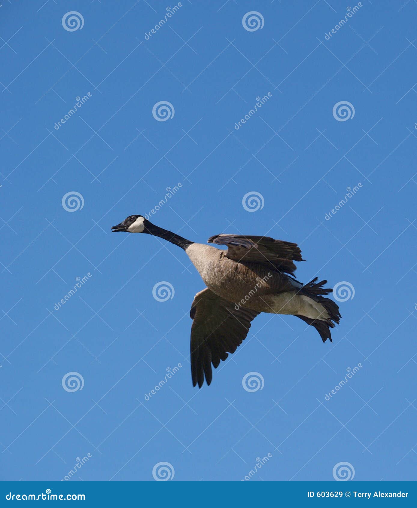 Goose in Flight stock image. Image of hunting, isolated - 603629
