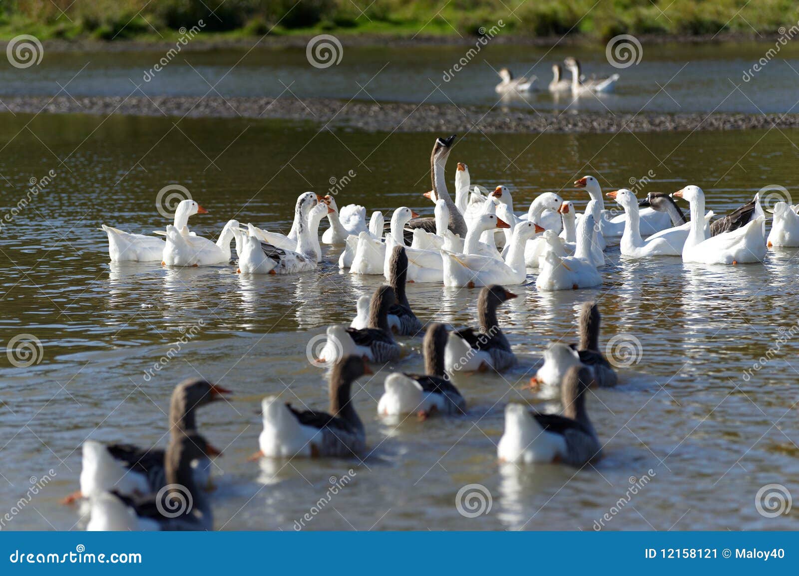 Goose flight with leader. stock image. Image of goose - 12158121