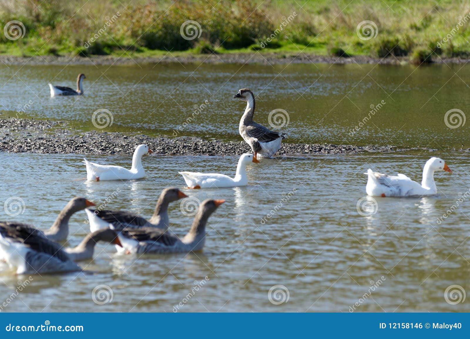 Goose flight with leader. stock photo. Image of nature - 12158146