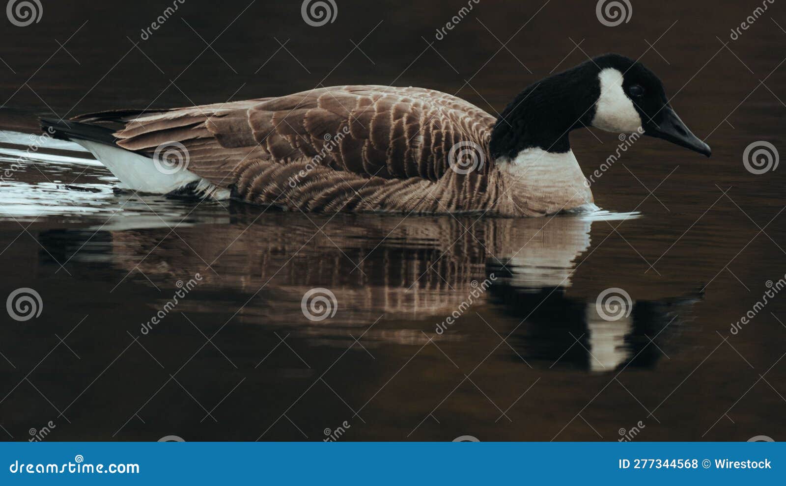 Goose Floating on the Calm Waters of a Peaceful Lake Stock Photo ...