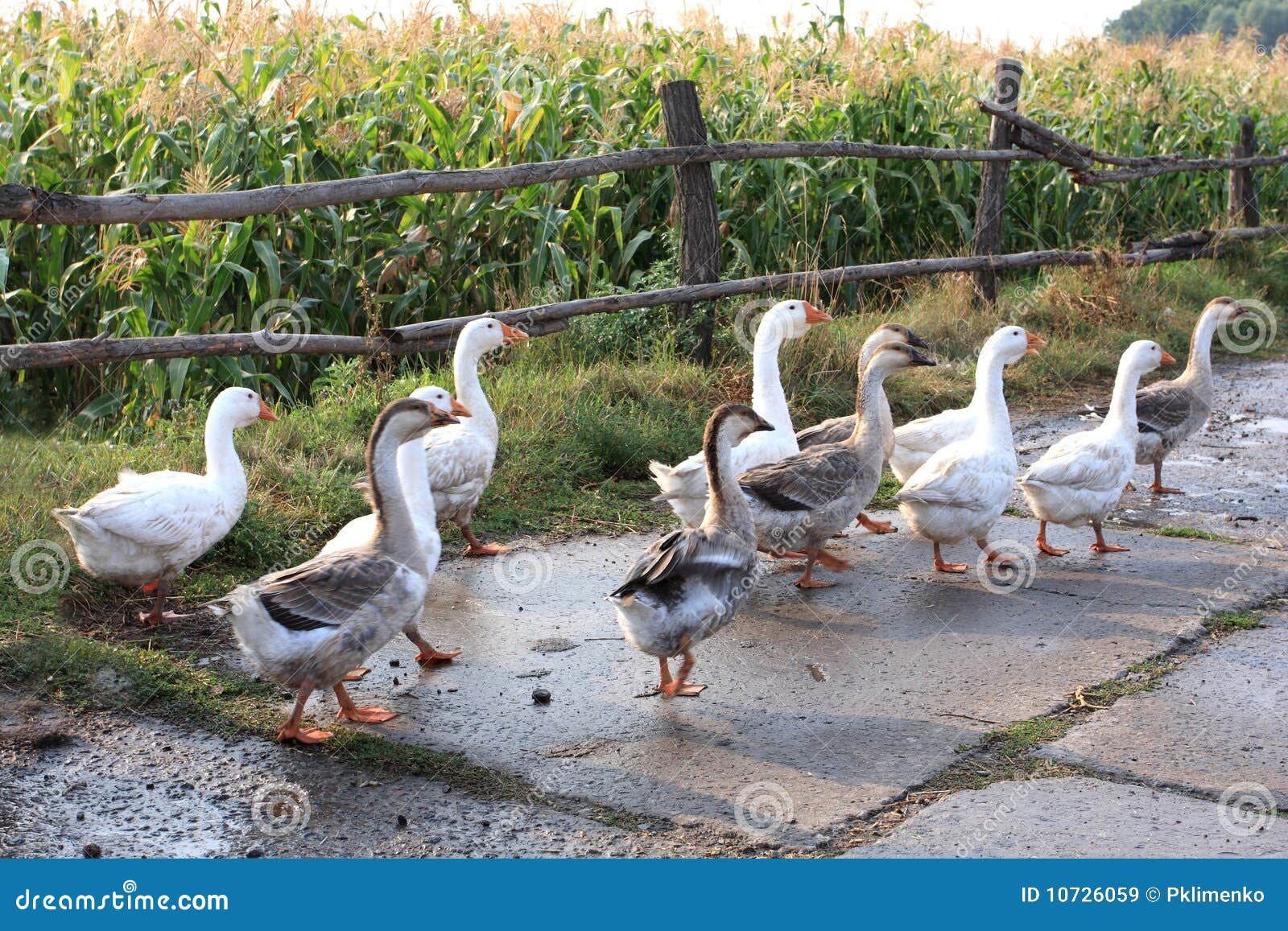 Goose flock stock image. Image of flock, green, poultry - 10726059