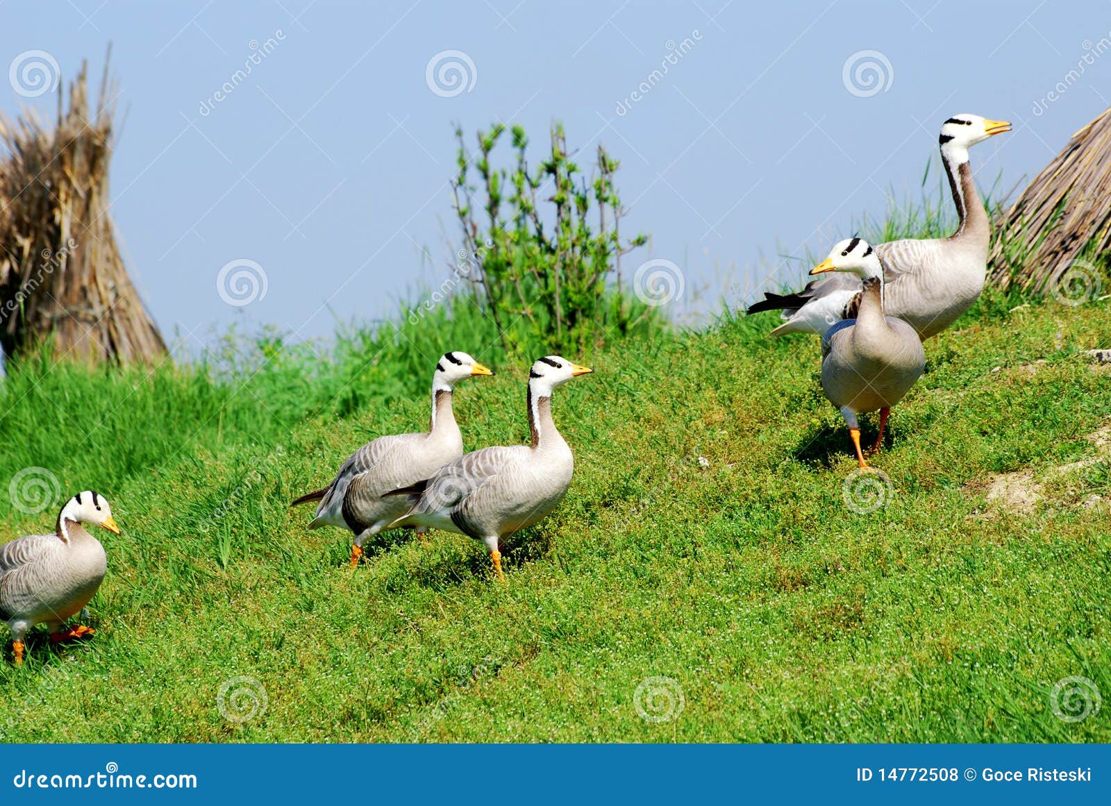 Goose flock stock photo. Image of swarm, animal, green - 14772508