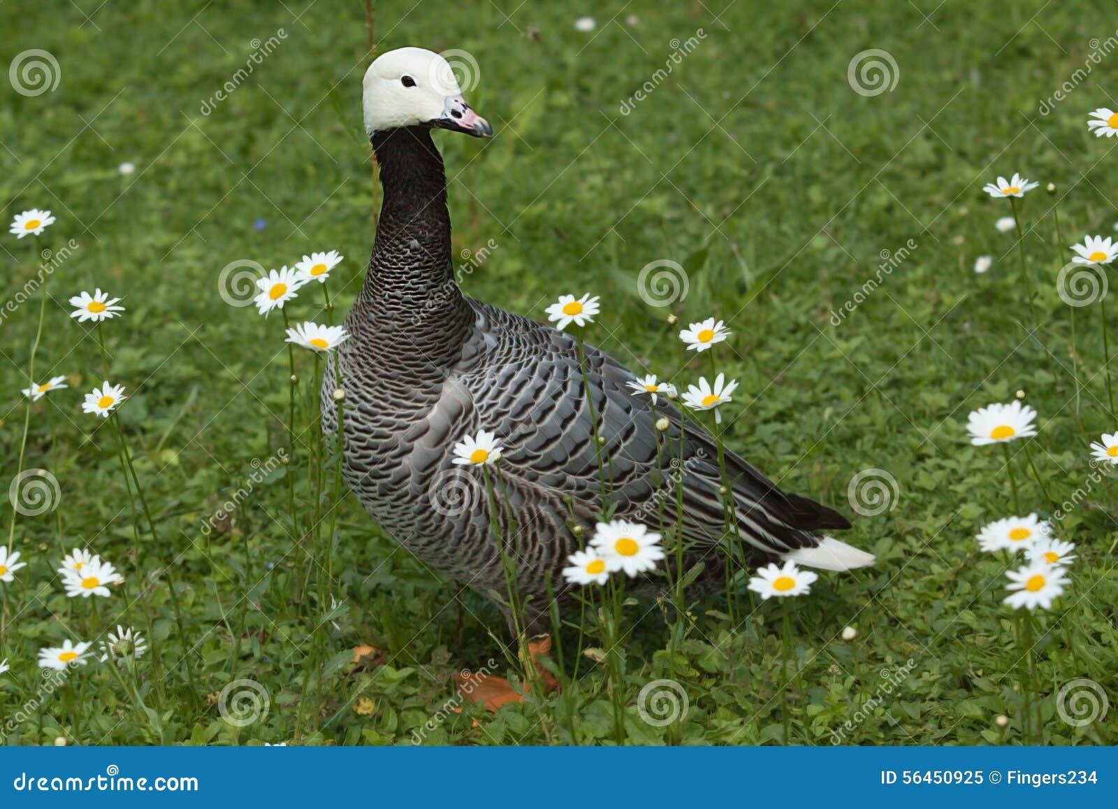 Goose in flowers stock image. Image of fowl, nature, wildlife - 56450925