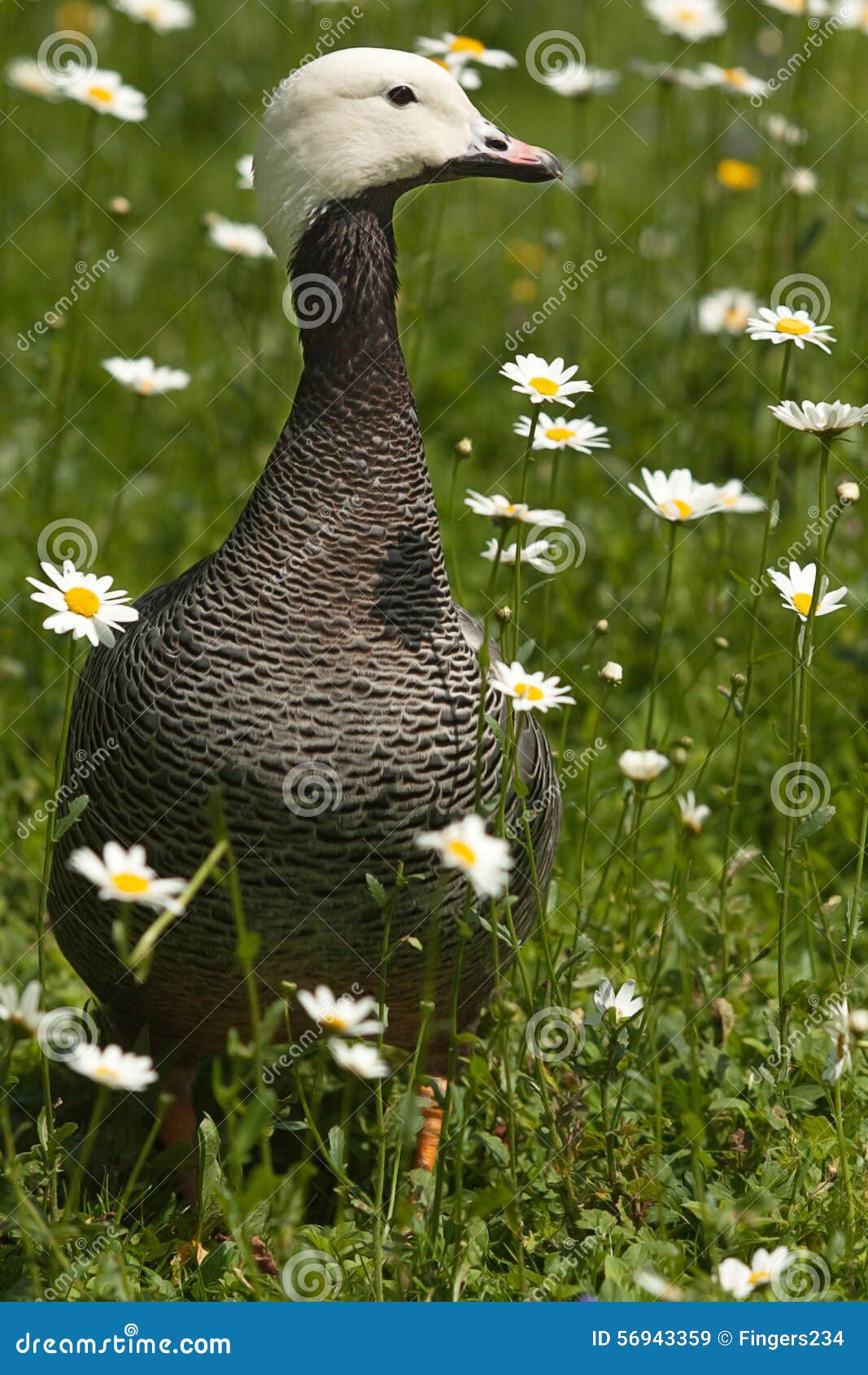 Goose in flowers stock image. Image of nature, bird, outdoors - 56943359
