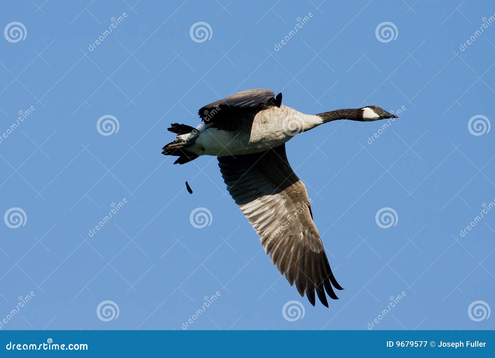 Goose Flying and Pooping stock image. Image of neck, feathers - 9679577