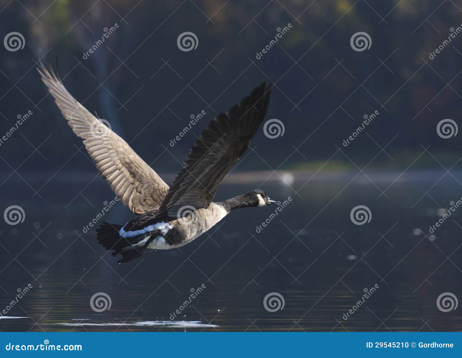 Goose Flying into the Shadows Stock Photo - Image of open, animal: 29545210