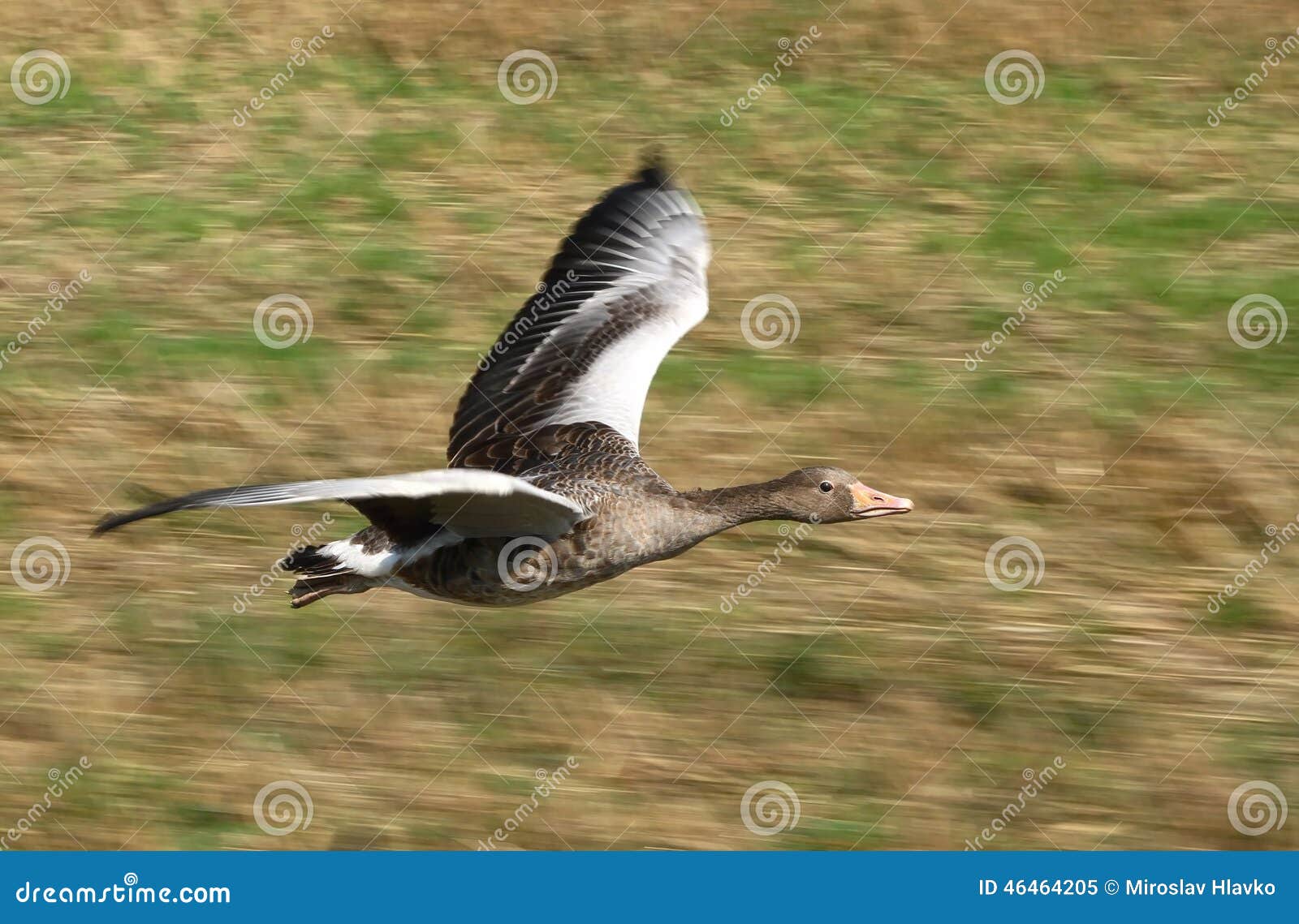 Goose flying stock image. Image of wildlife, feather - 46464205