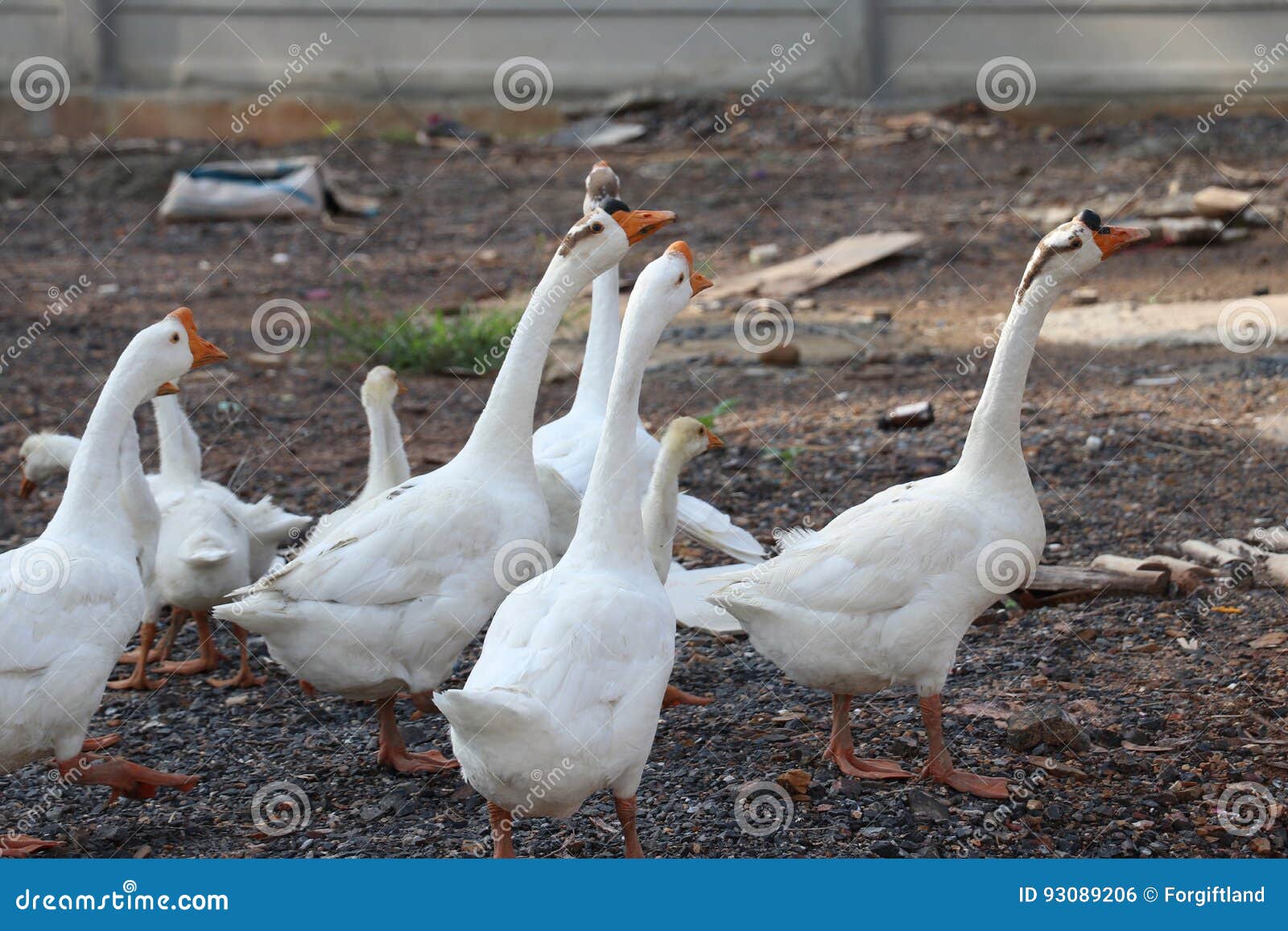 Goose,focus at Herd of Gooses Many Acting on Ground Stock Photo - Image ...