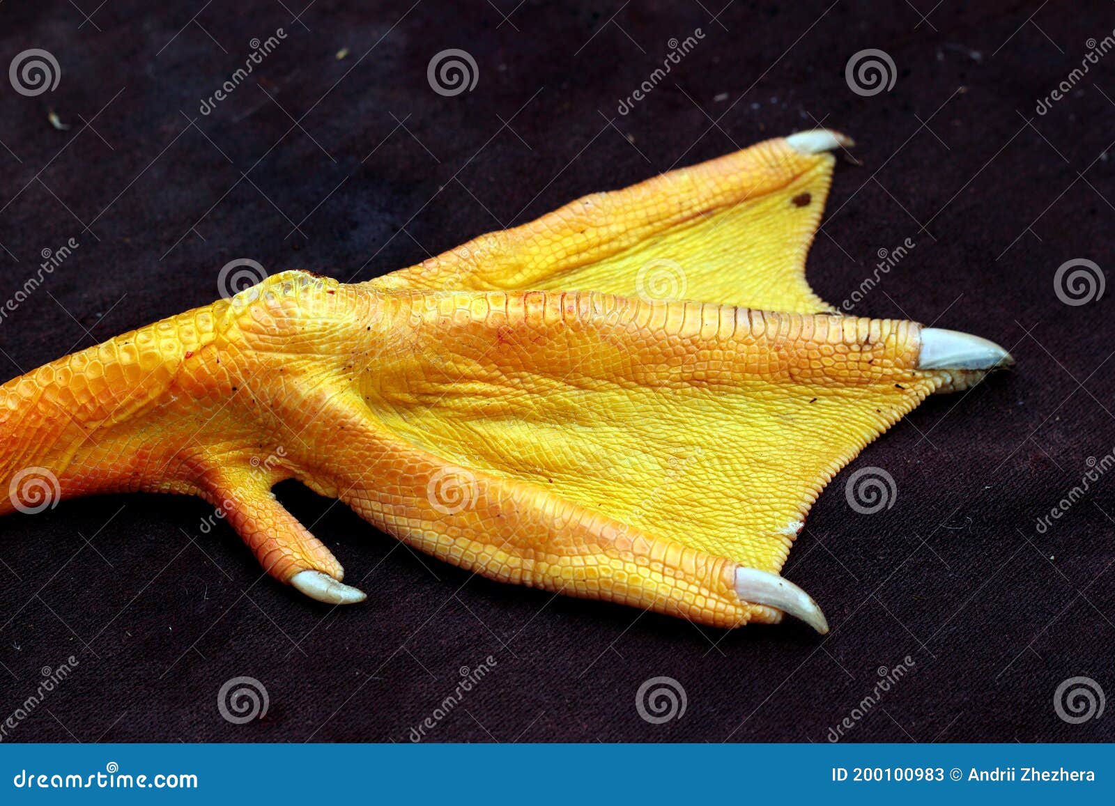 Goose Foot on Dark Background Stock Image - Image of food, duck: 200100983