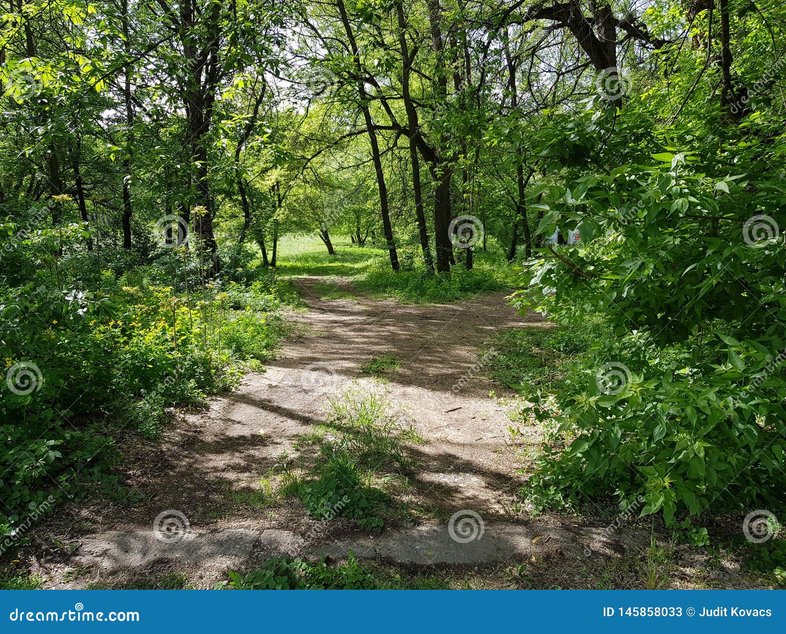 Junction stock image. Image of forest, trees, nature - 145858033