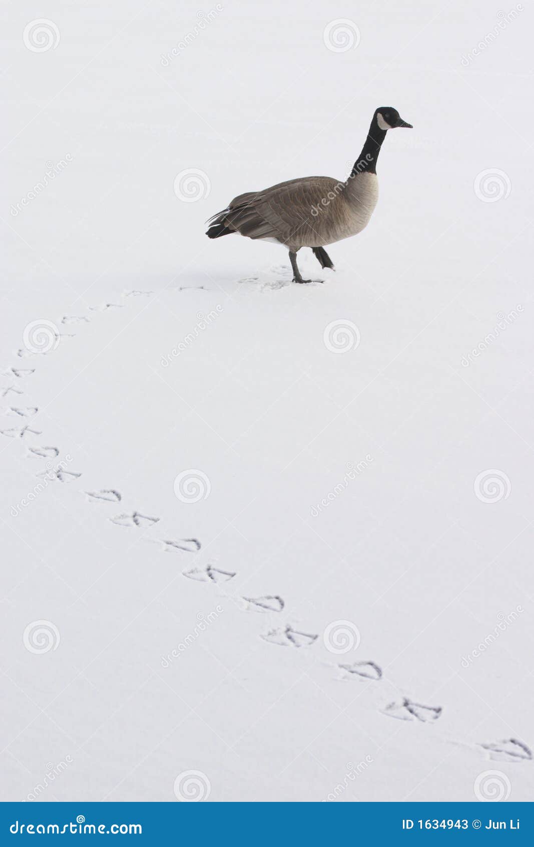 Goose and footprints stock image. Image of lone, danger - 1634943