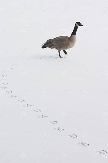 Goose and footprints stock image. Image of lone, danger - 1634943