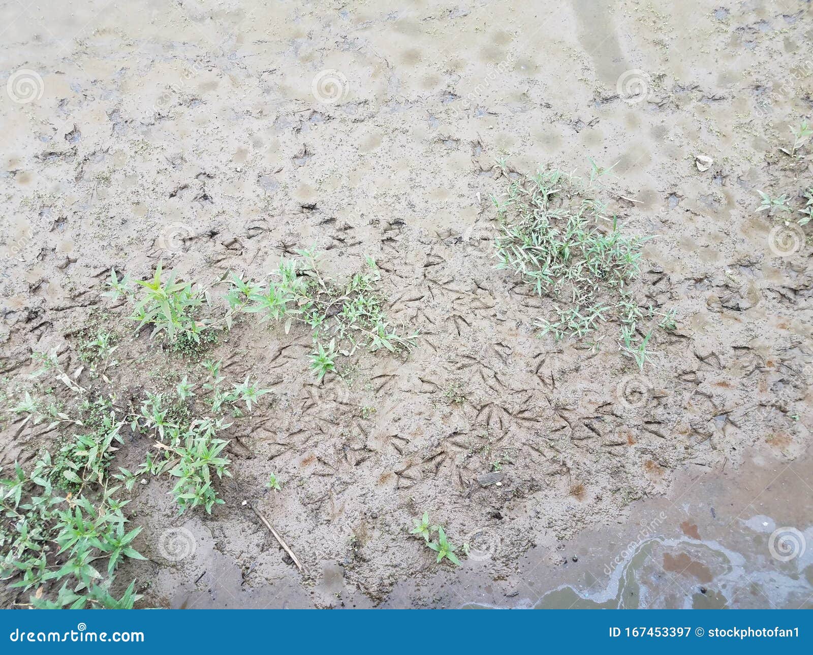 Goose Footprints on Mud with Water and Green Plants Stock Image - Image ...