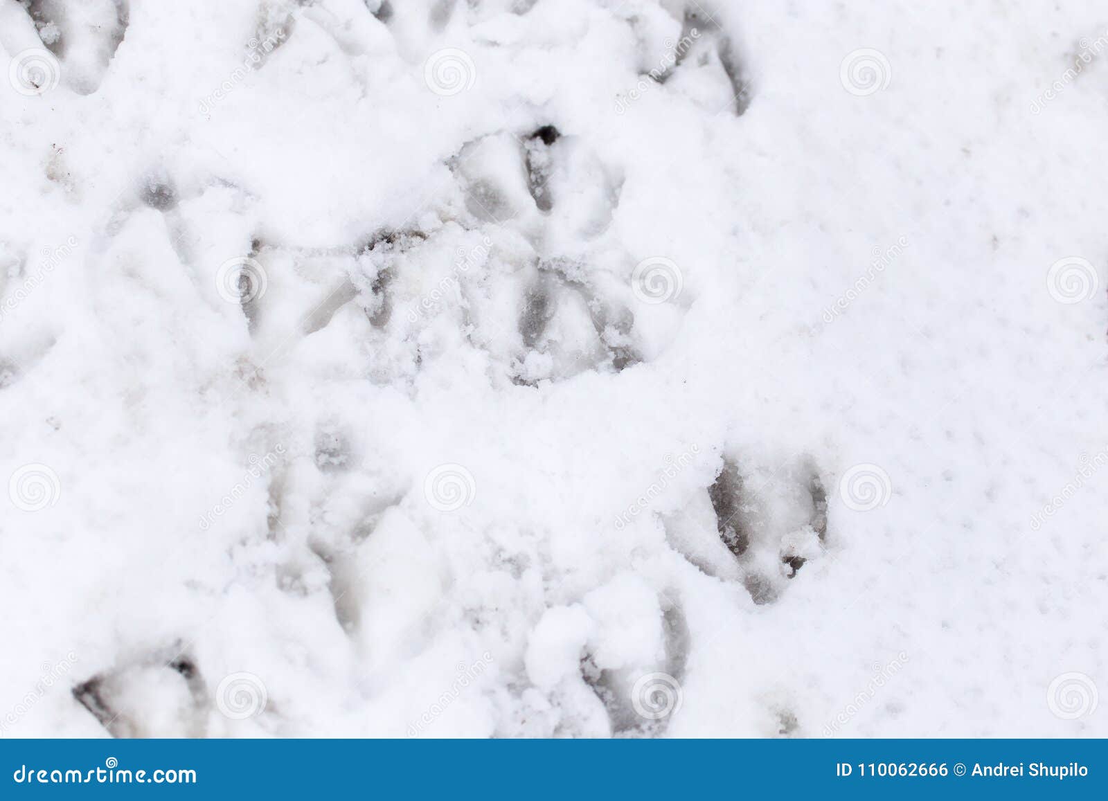 Goose Footprints in the Snow As a Background Stock Photo - Image of ...