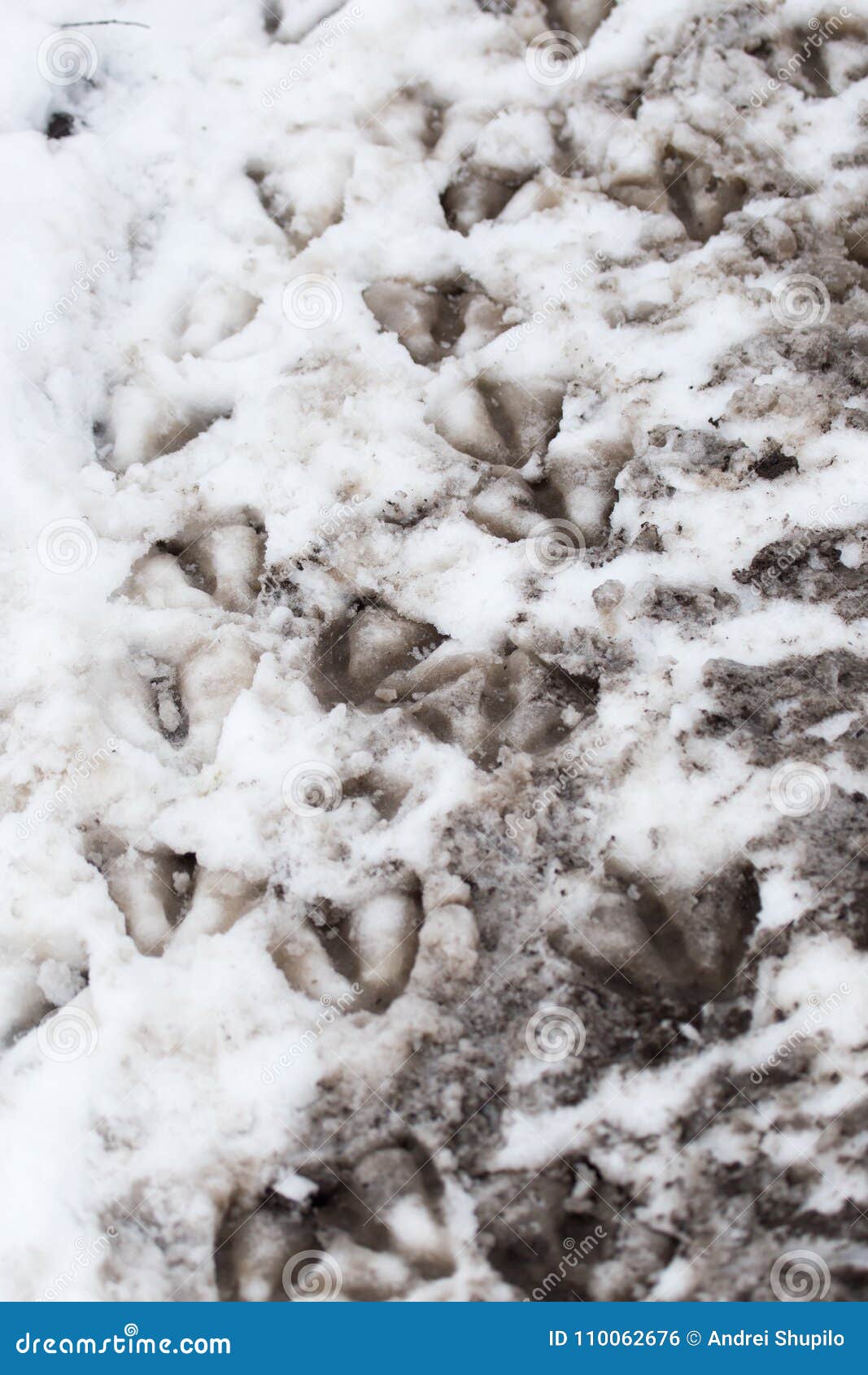 Goose Footprints in the Snow As a Background Stock Photo - Image of ...