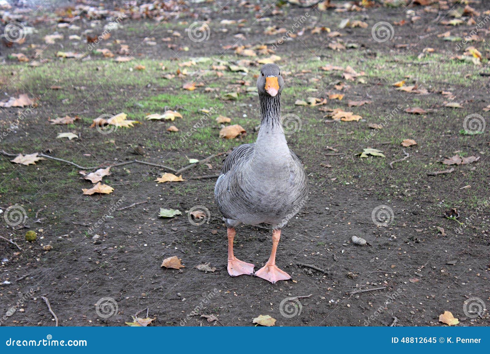 A Goose - Fowl at the London Park Stock Image - Image of domesticated ...