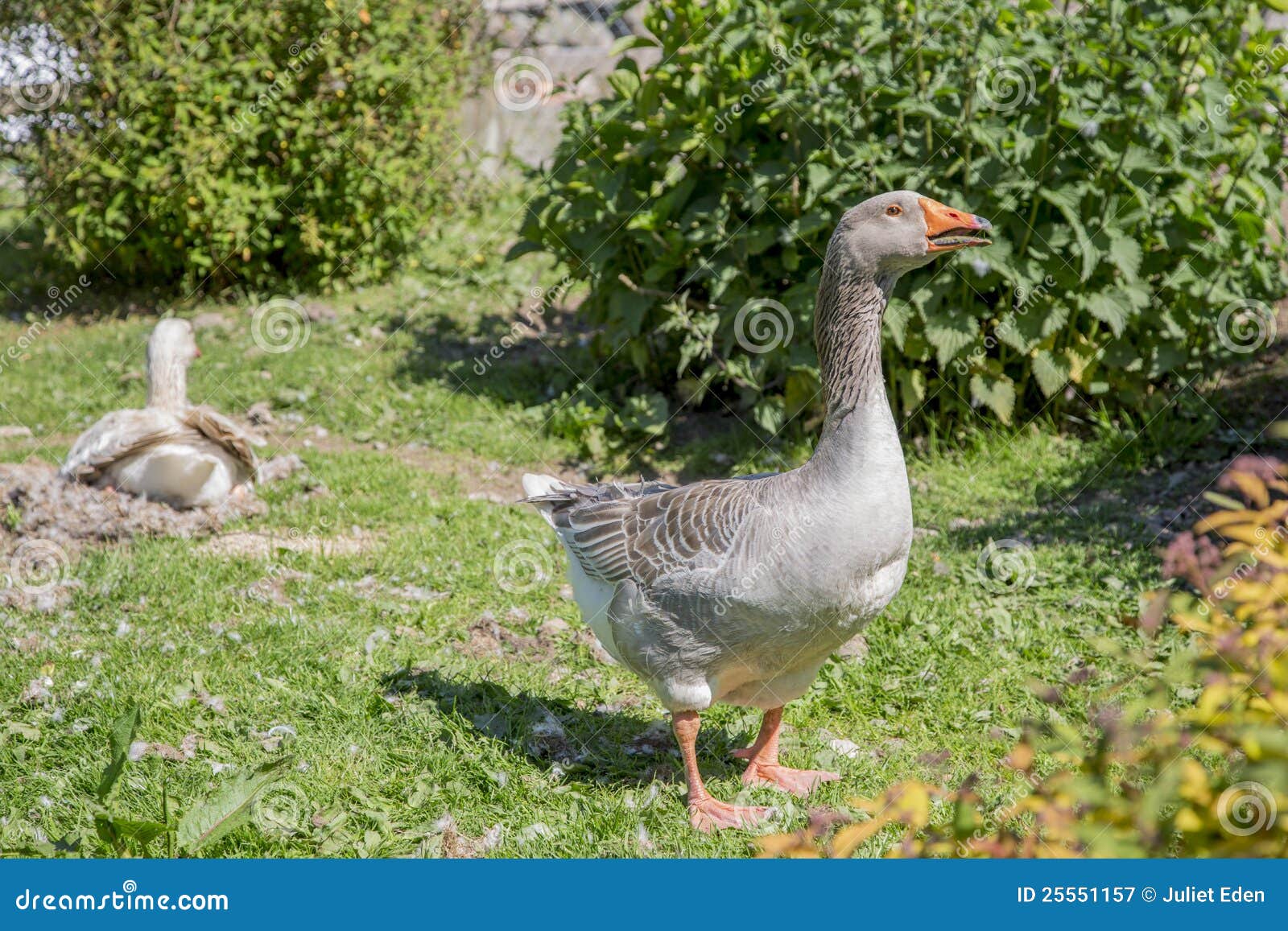Goose free range stock image. Image of group, farm, outside - 25551157