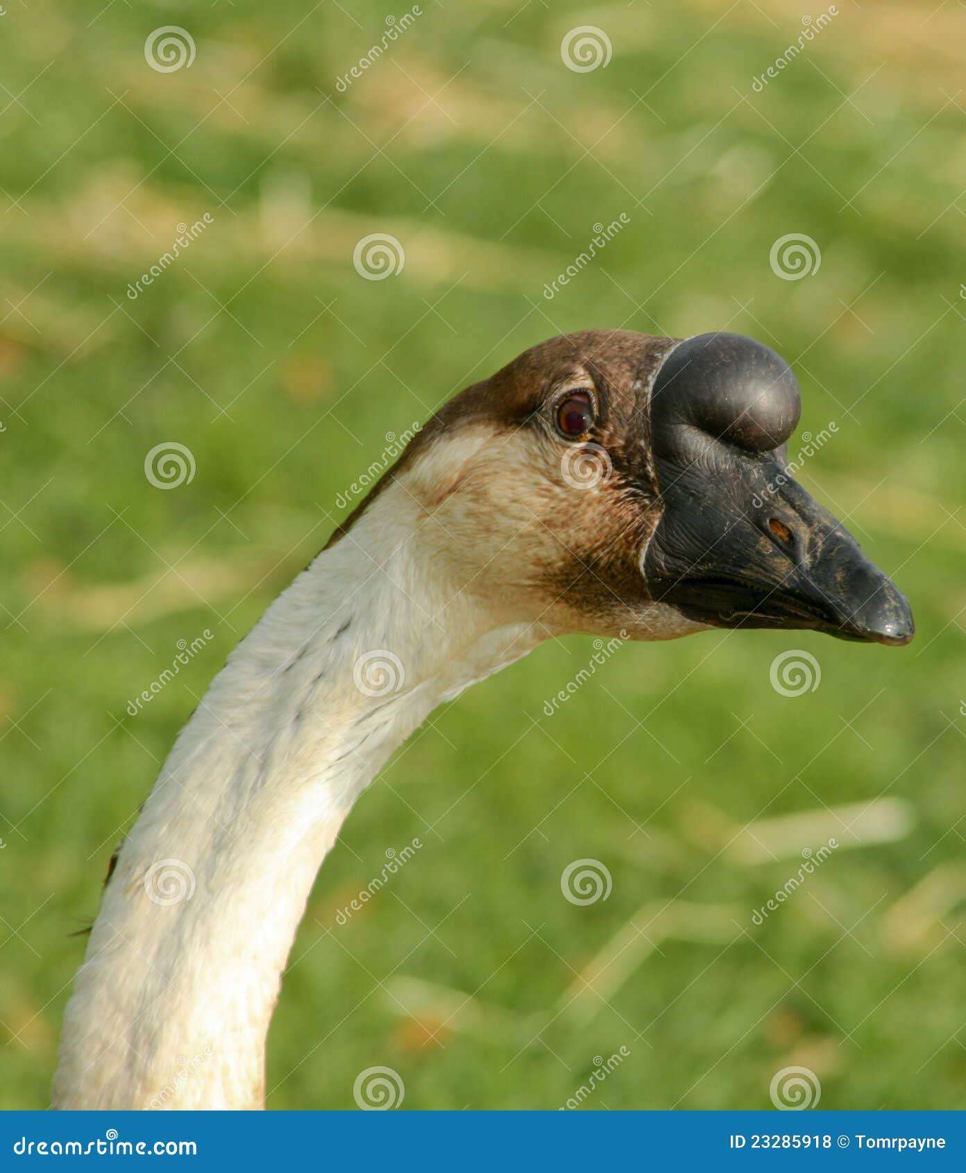 Goose with Funny Beak stock photo. Image of long, species - 23285918
