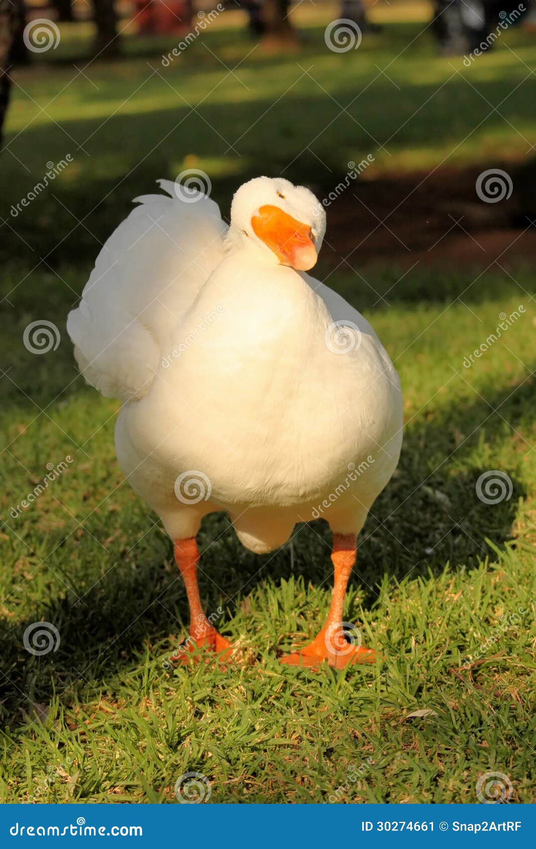 Goose Funny Cleaning stock image. Image of goose, geese - 30274661