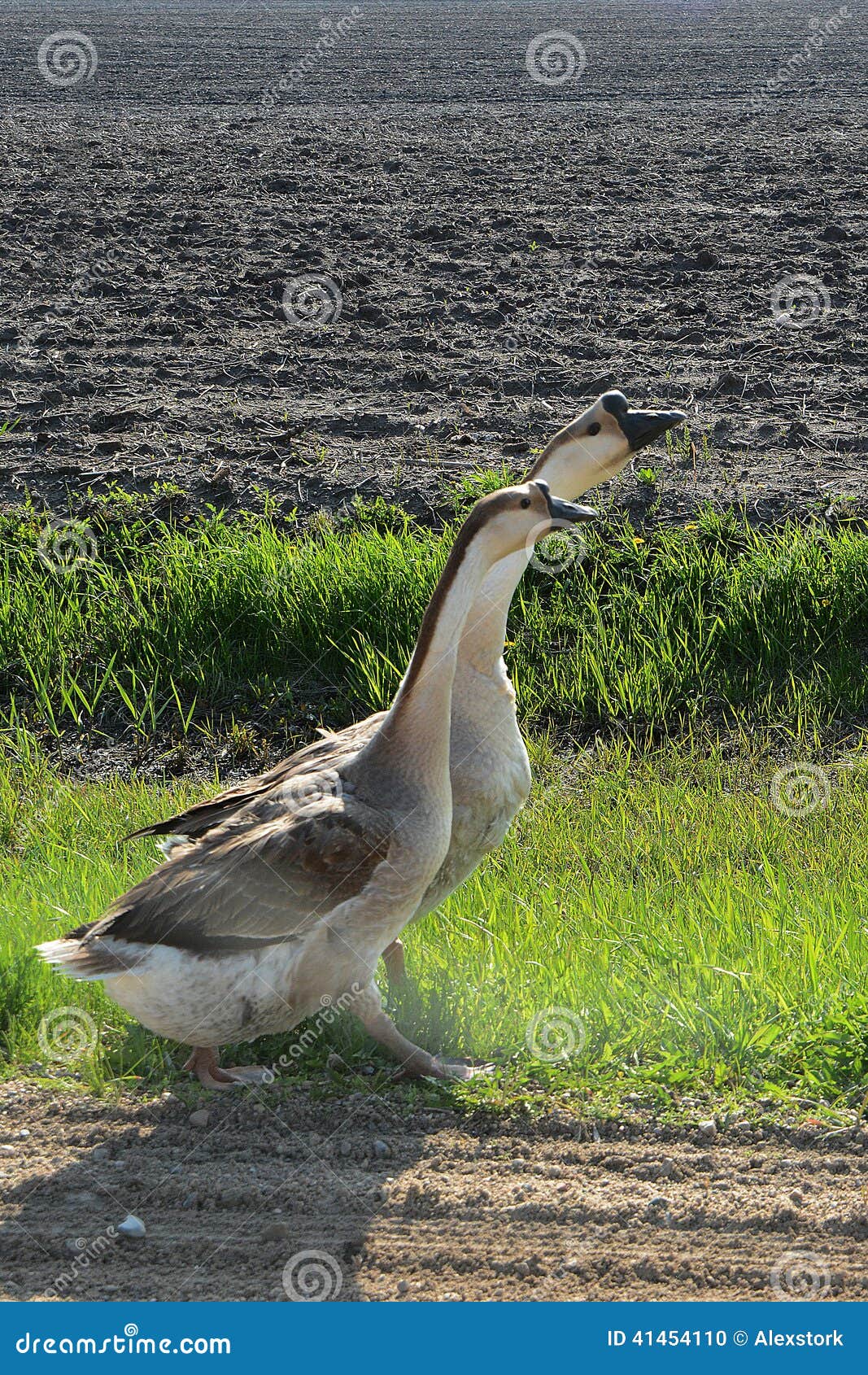 Goose and Gander stock photo. Image of gander, goose - 41454110