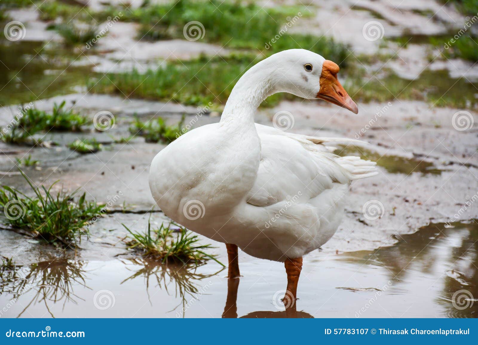 Goose stock image. Image of background, ground, nature - 57783107