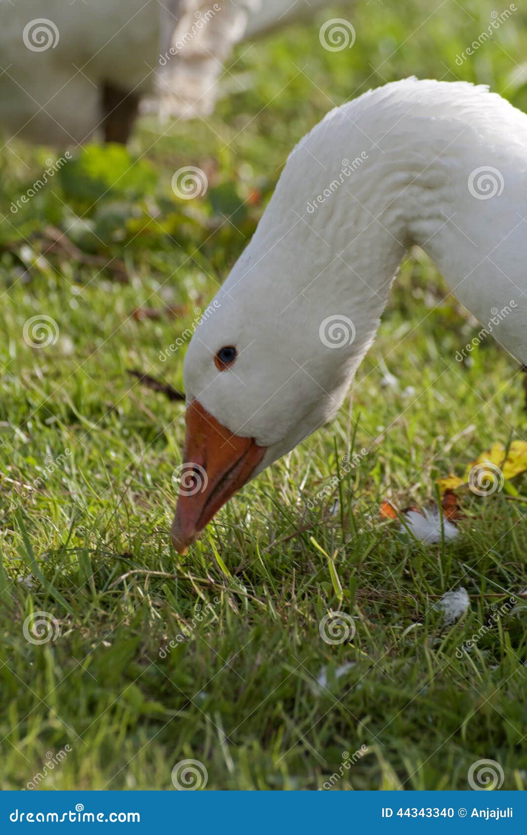 Goose stock photo. Image of goose, happy, poultry, bill - 44343340