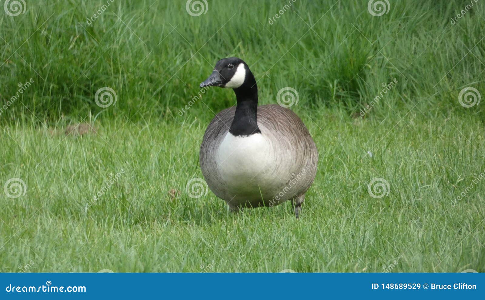 Goose is Getting Fat in the Grass Stock Image - Image of spiritual ...
