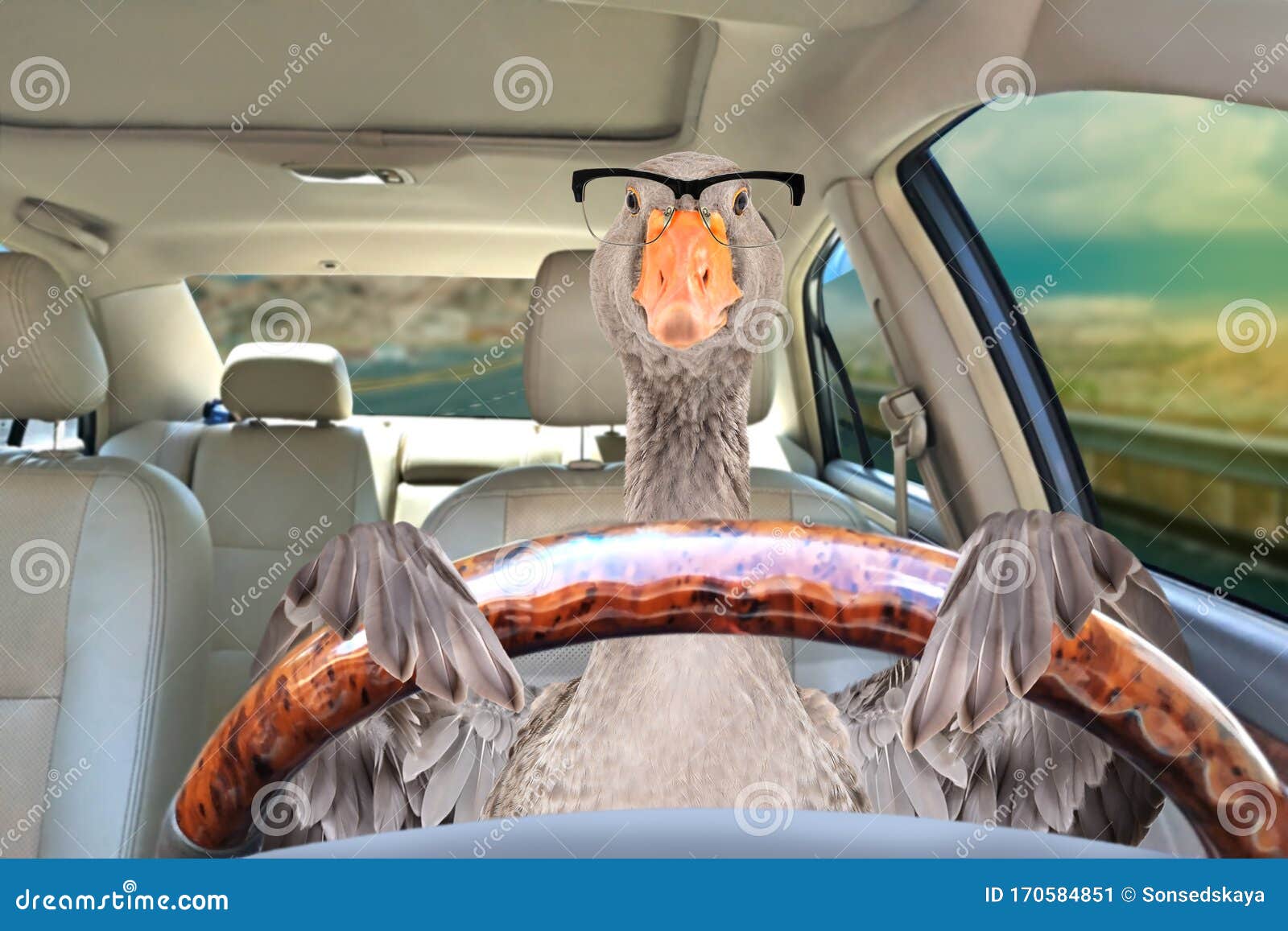 Goose with Glasses Driving a Car Stock Image - Image of comical ...