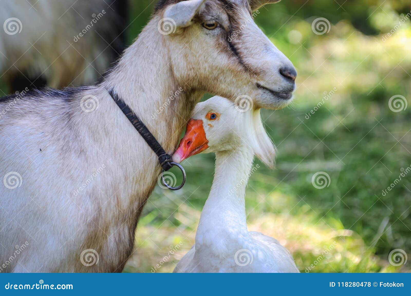 Animals on the farm stock photo. Image of rural, goose - 118280478