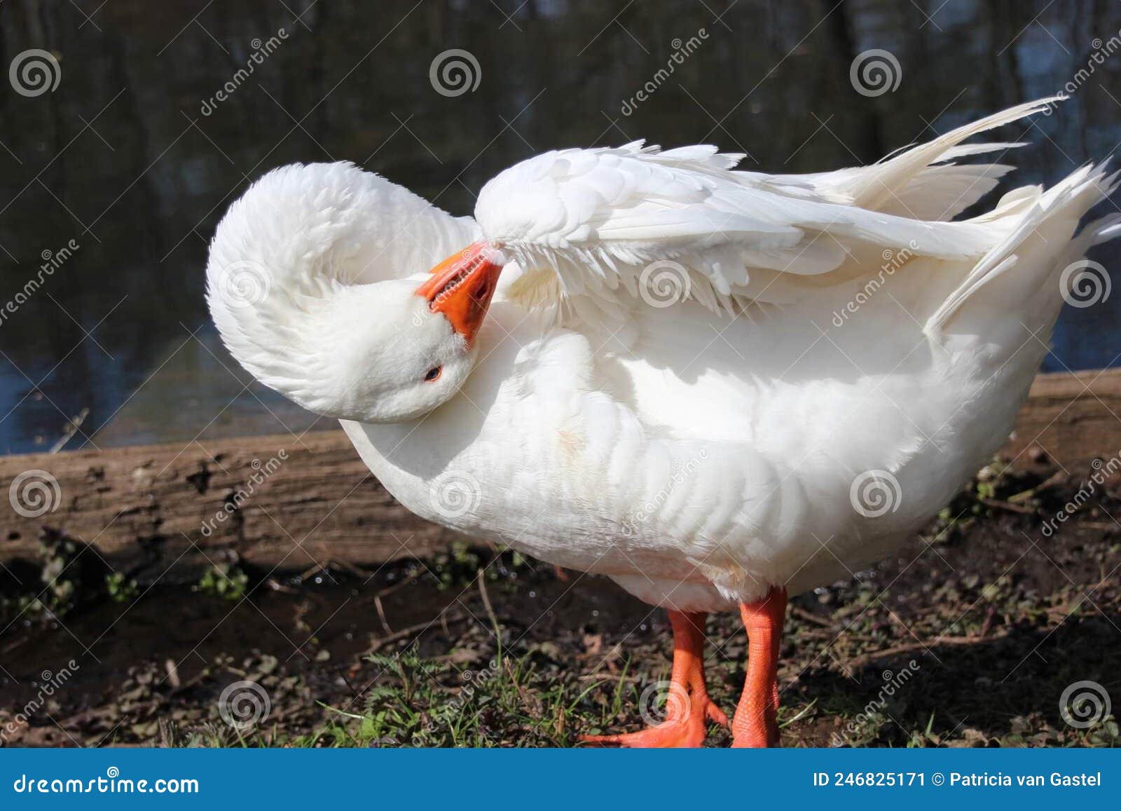 Goose going crazy stock image. Image of animal, ducks - 246825171