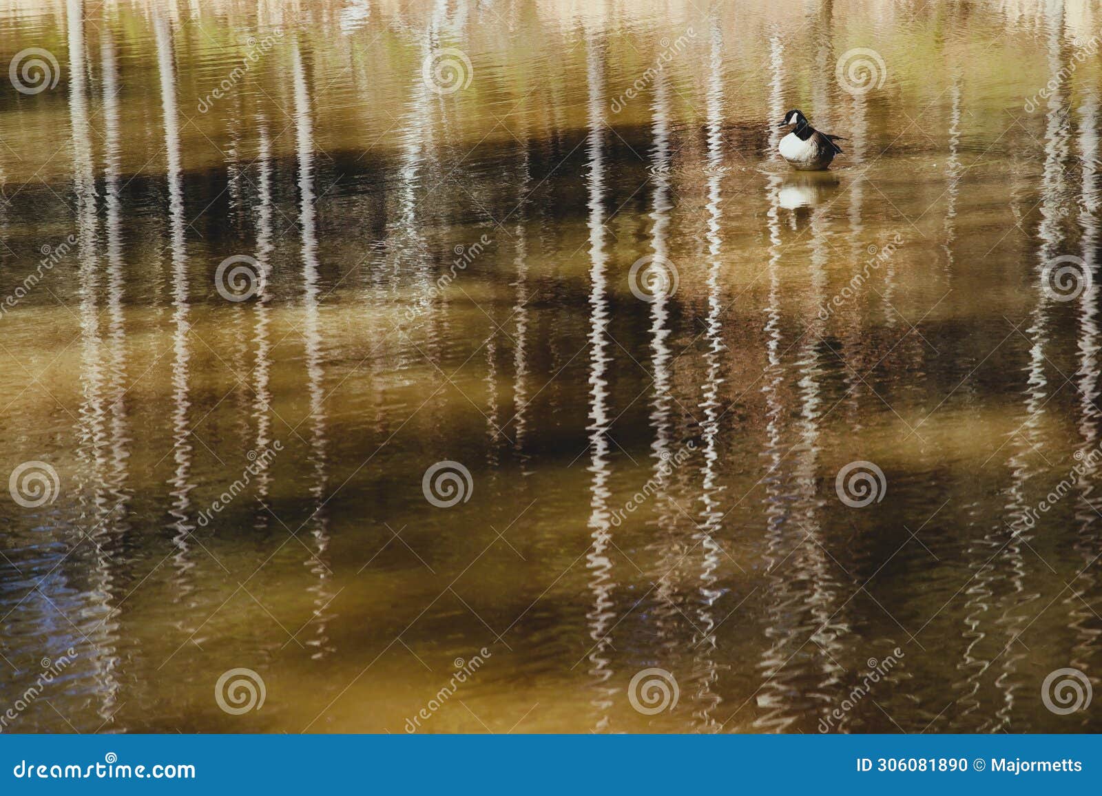 Goose on Gold Water with White Tree Rippled Reflection Stock Photo ...