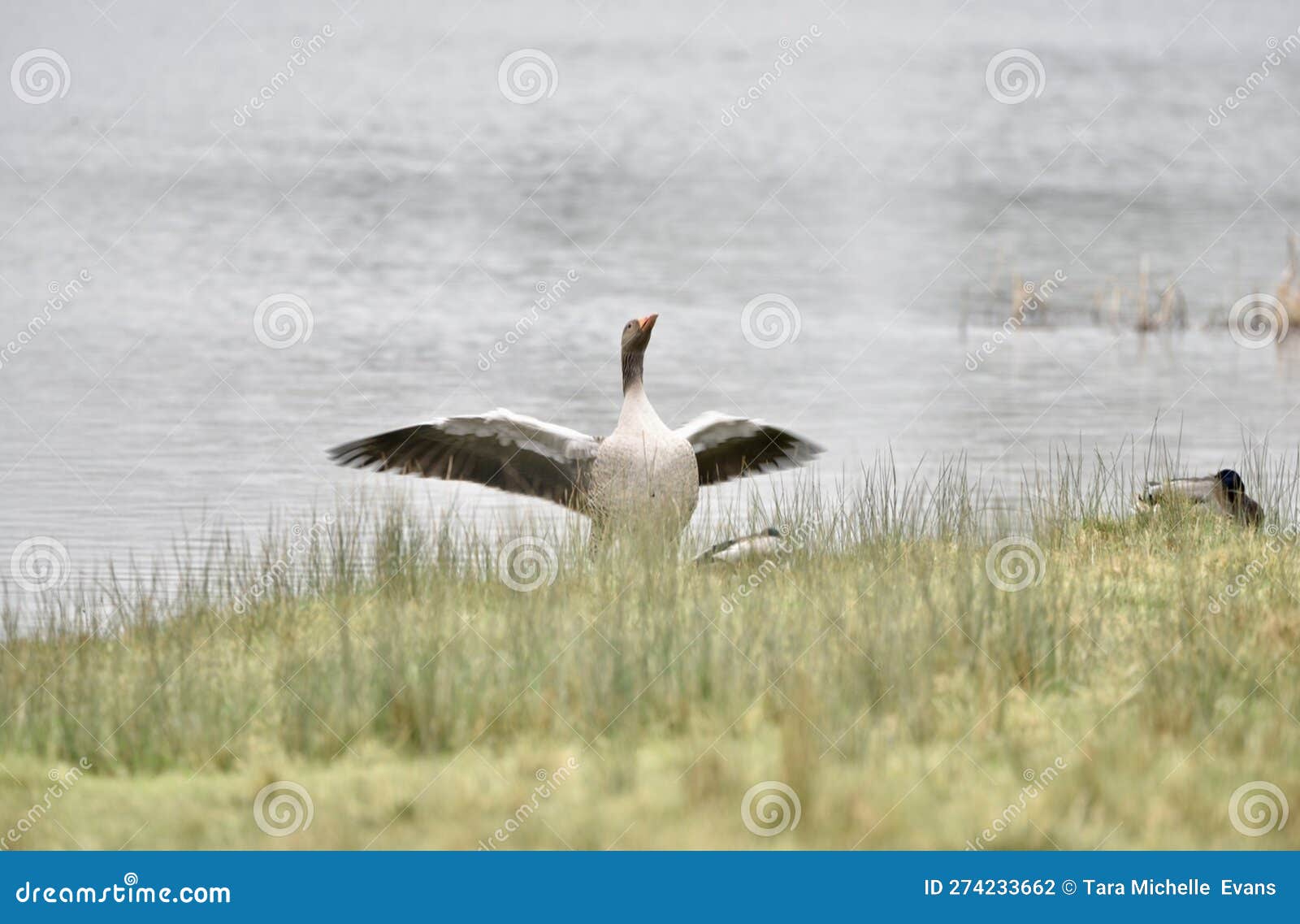 Goose stock photo. Image of goose, wings, open, nature - 274233662